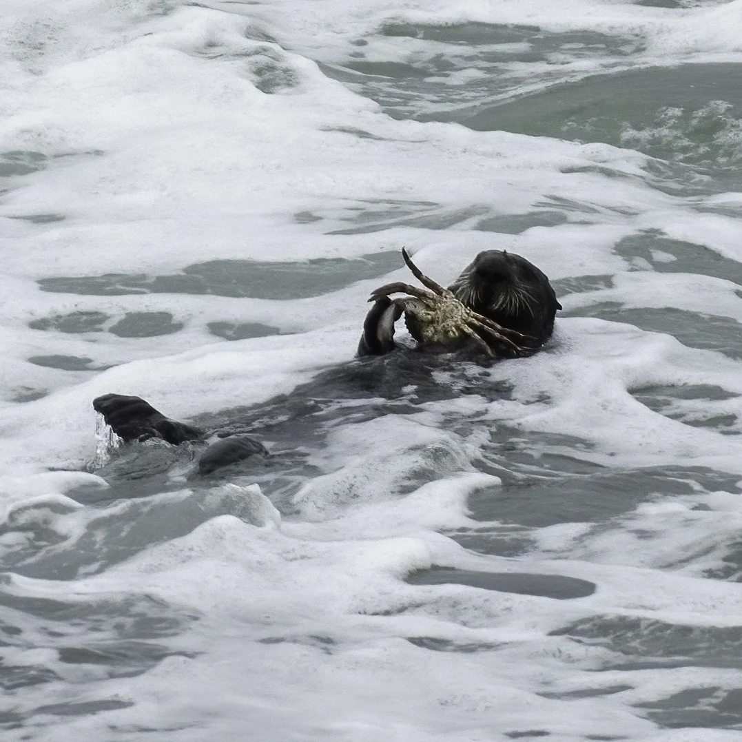 Sea Otters Like Crabs | Scrolller