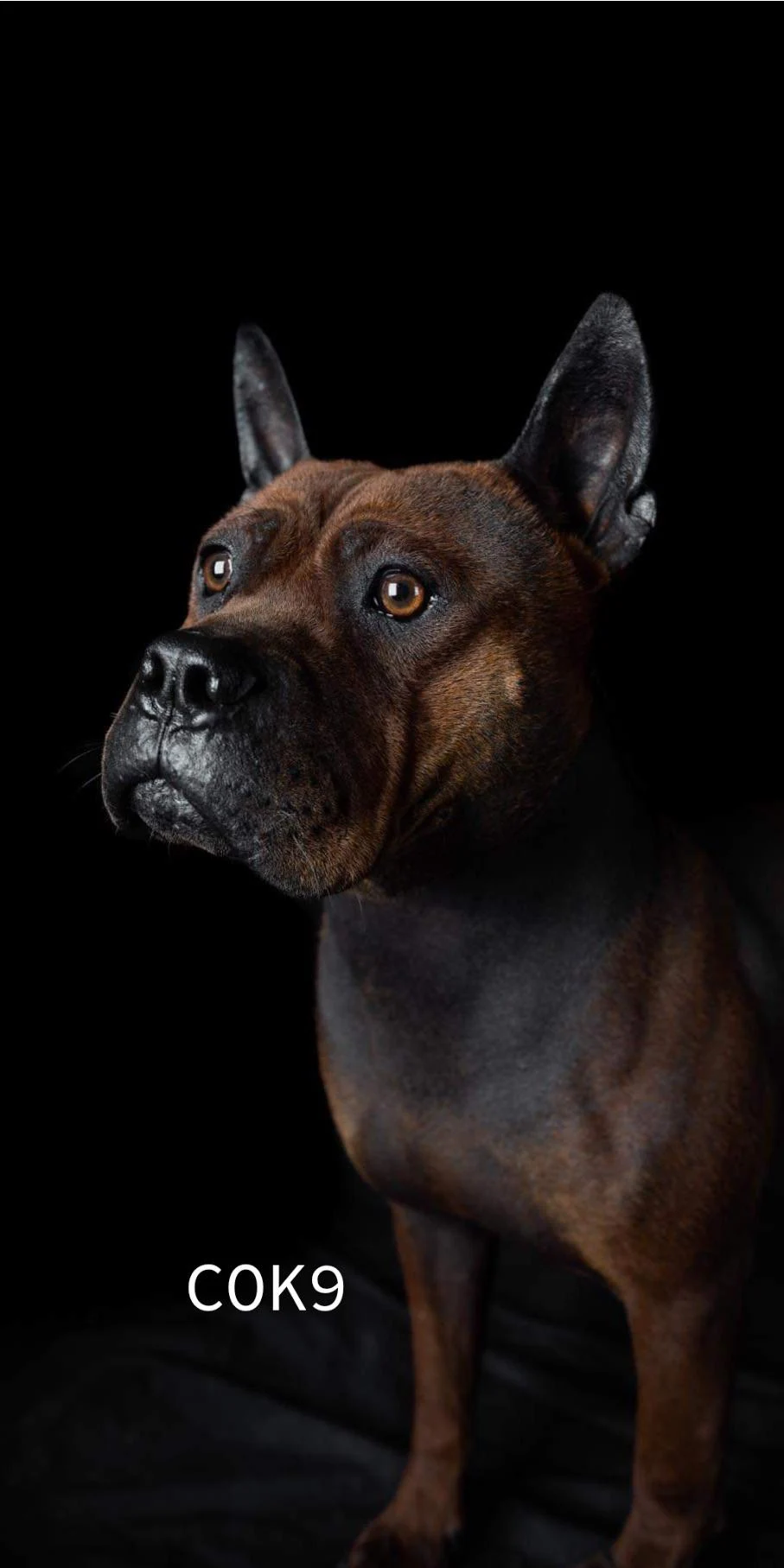 Chuandong Hound | Scrolller