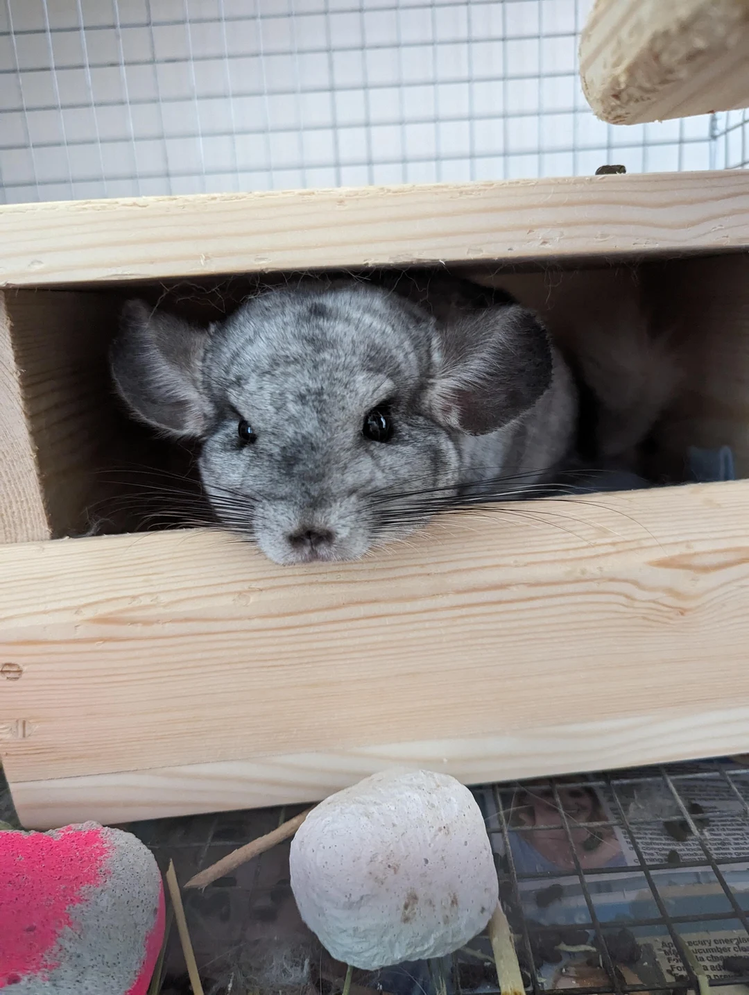 Just Chin-chillin' | Scrolller