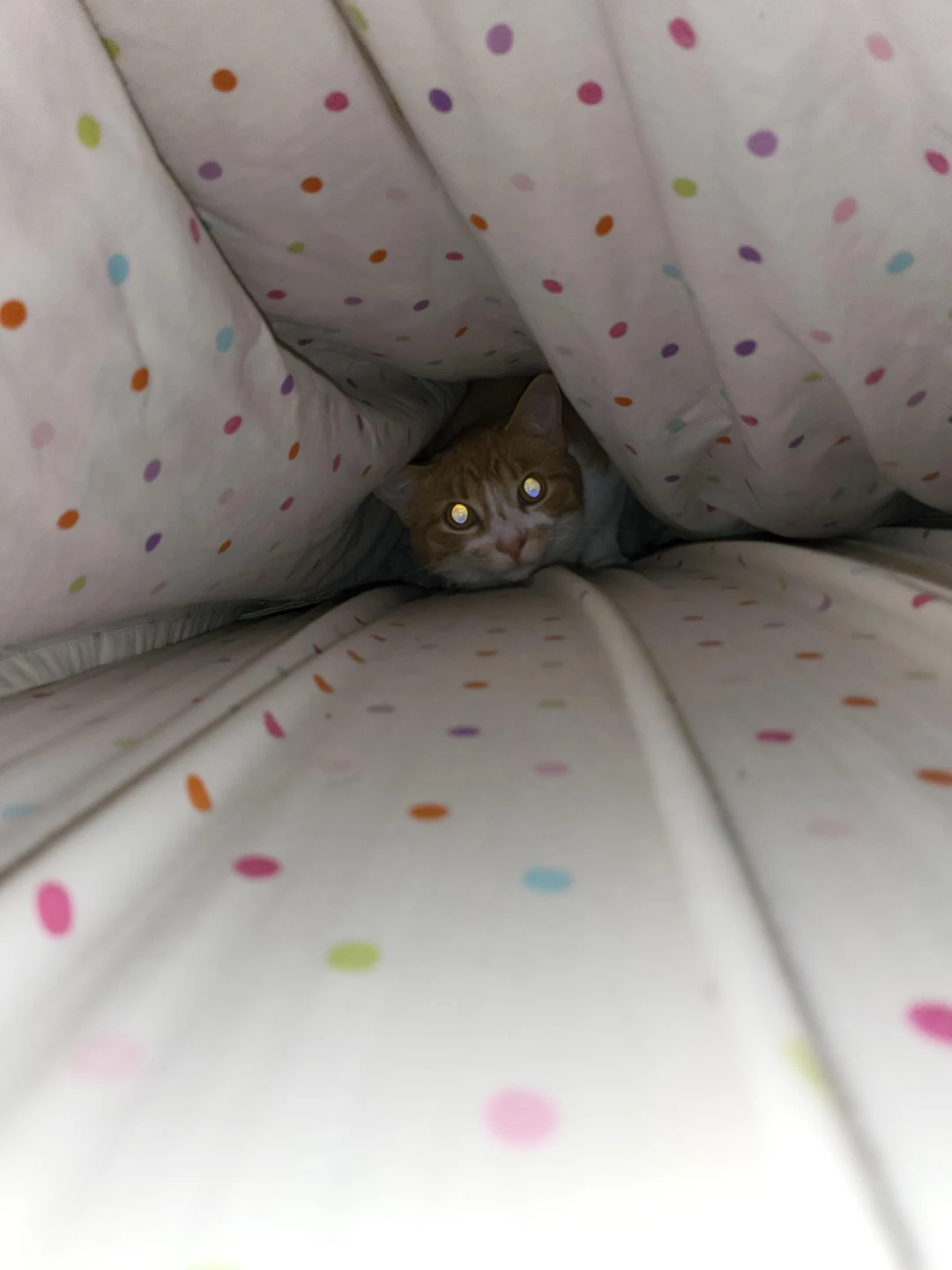 bed gremlin | Scrolller