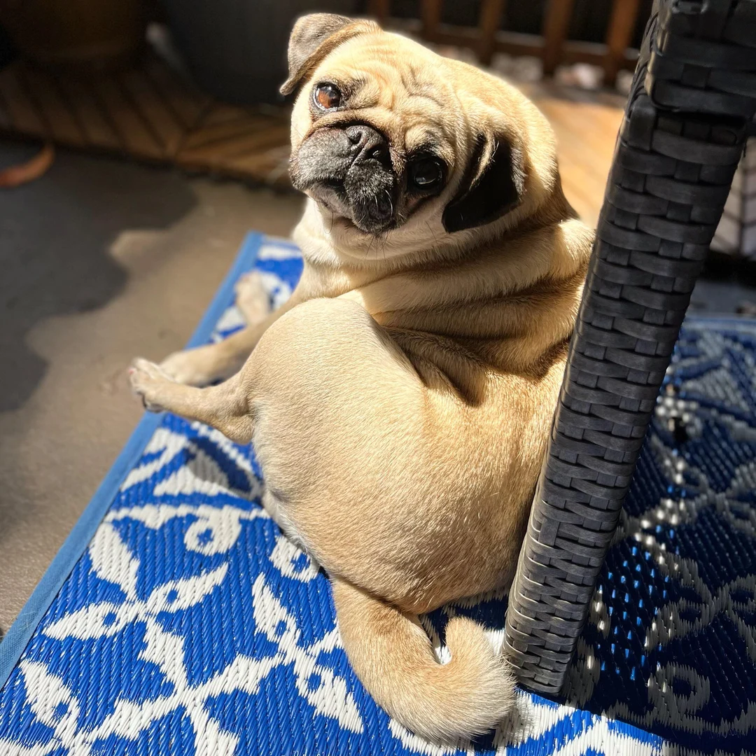 Bring me a chilled Pellegrino human. | Scrolller