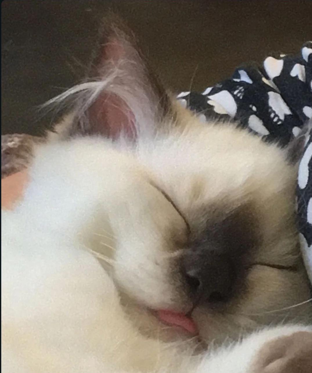 Sleepy Blep | Scrolller