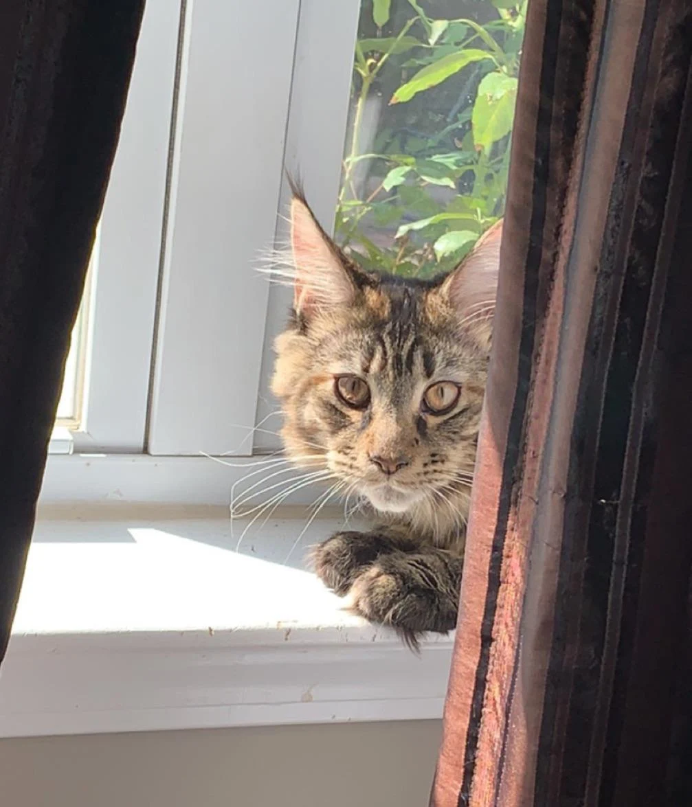 Our gorgeous window sill ornament 🥰 | Scrolller