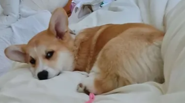 Tips for flying with a four-month corgi? | Scrolller