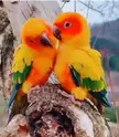 Discover more like Cute: These Sun Conure Parrots 💛🧡💚💙🤎 and Related Content | Scrolller