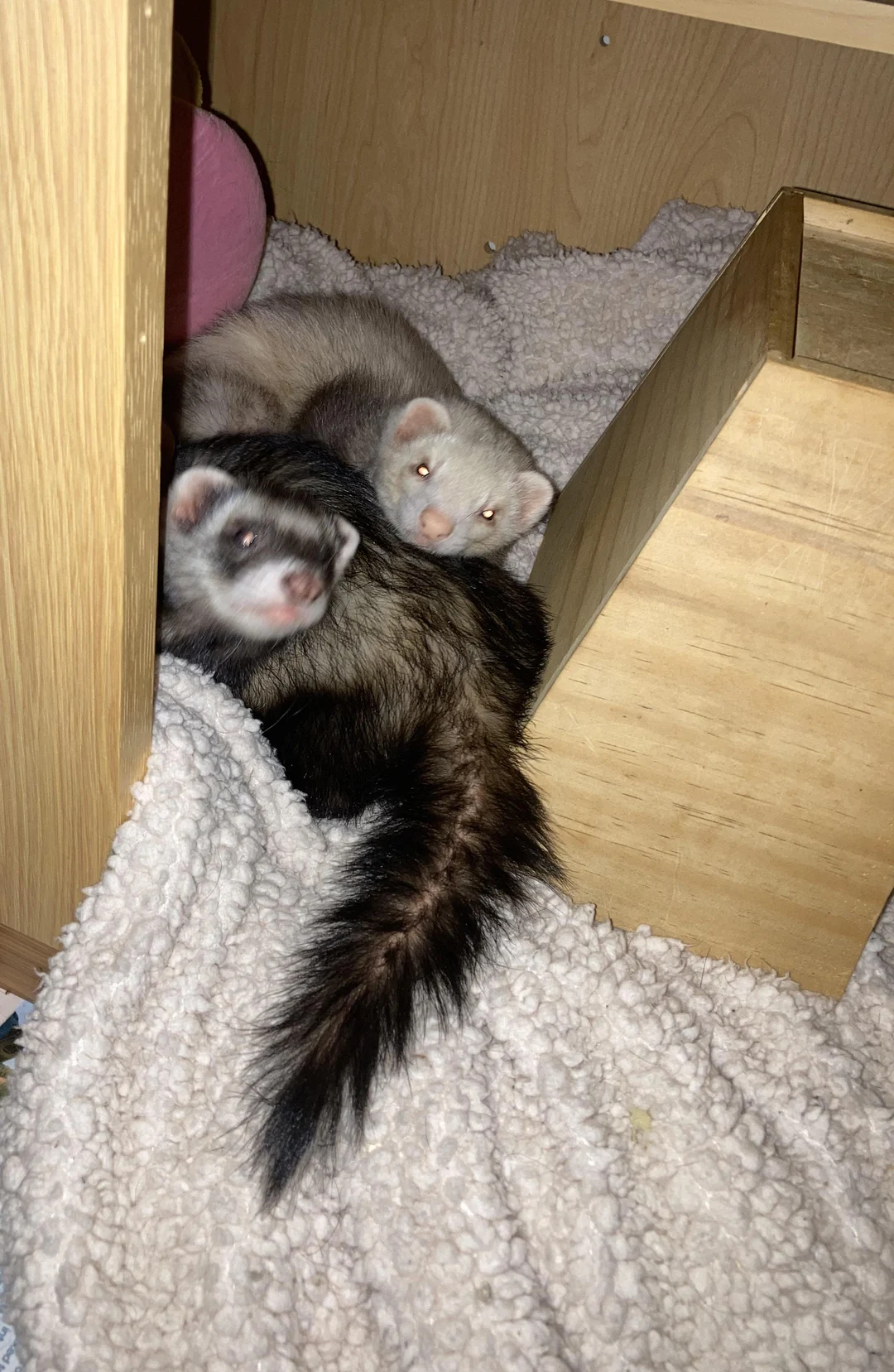 Bottle brush tail in full effect lol neck scratches get him every time. | Scrolller