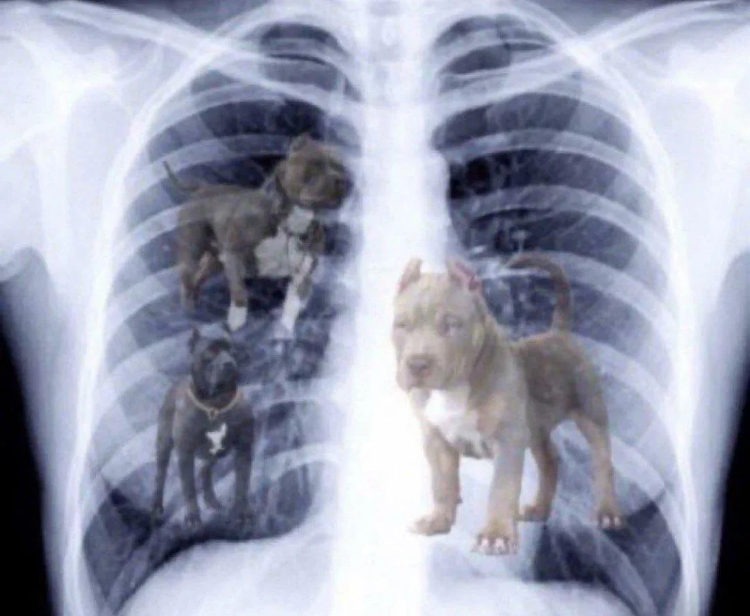 Alastor X-Ray | Scrolller