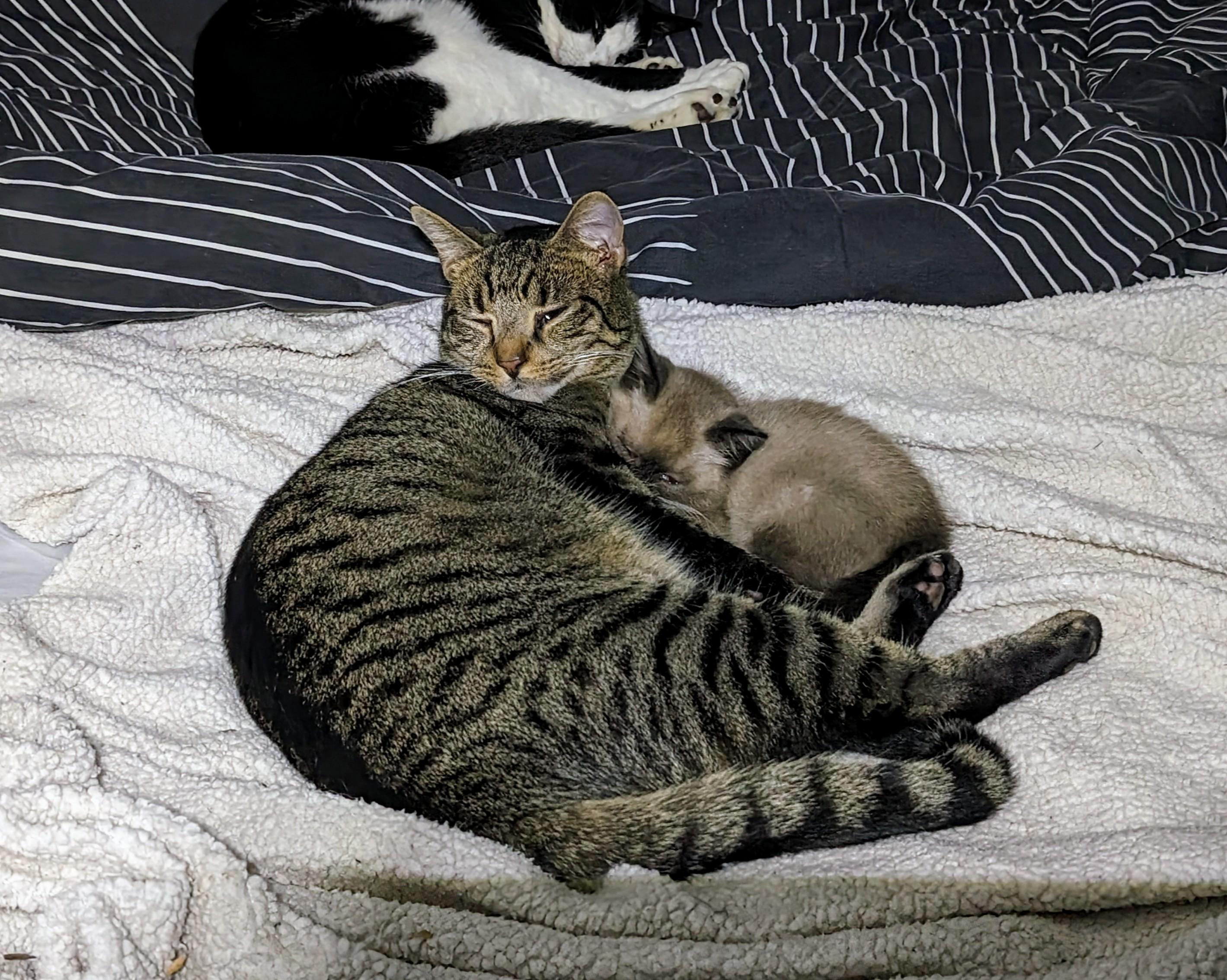 One of our cats has adopted one of our foster kittens | Scrolller