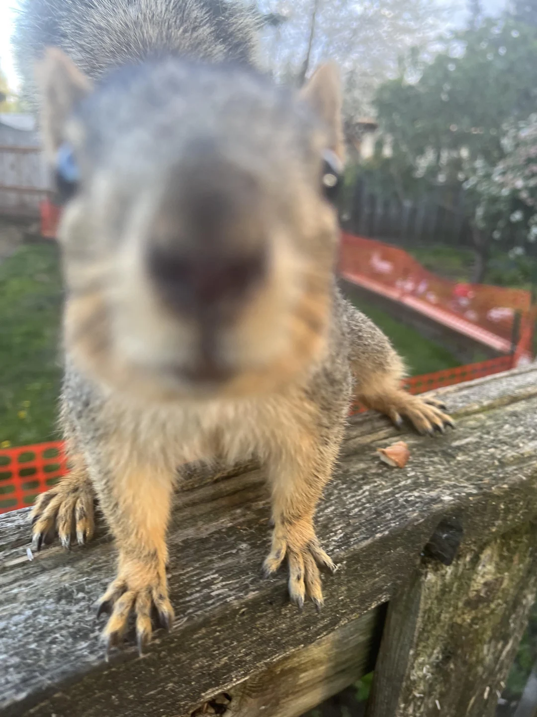 Squirrel | Scrolller