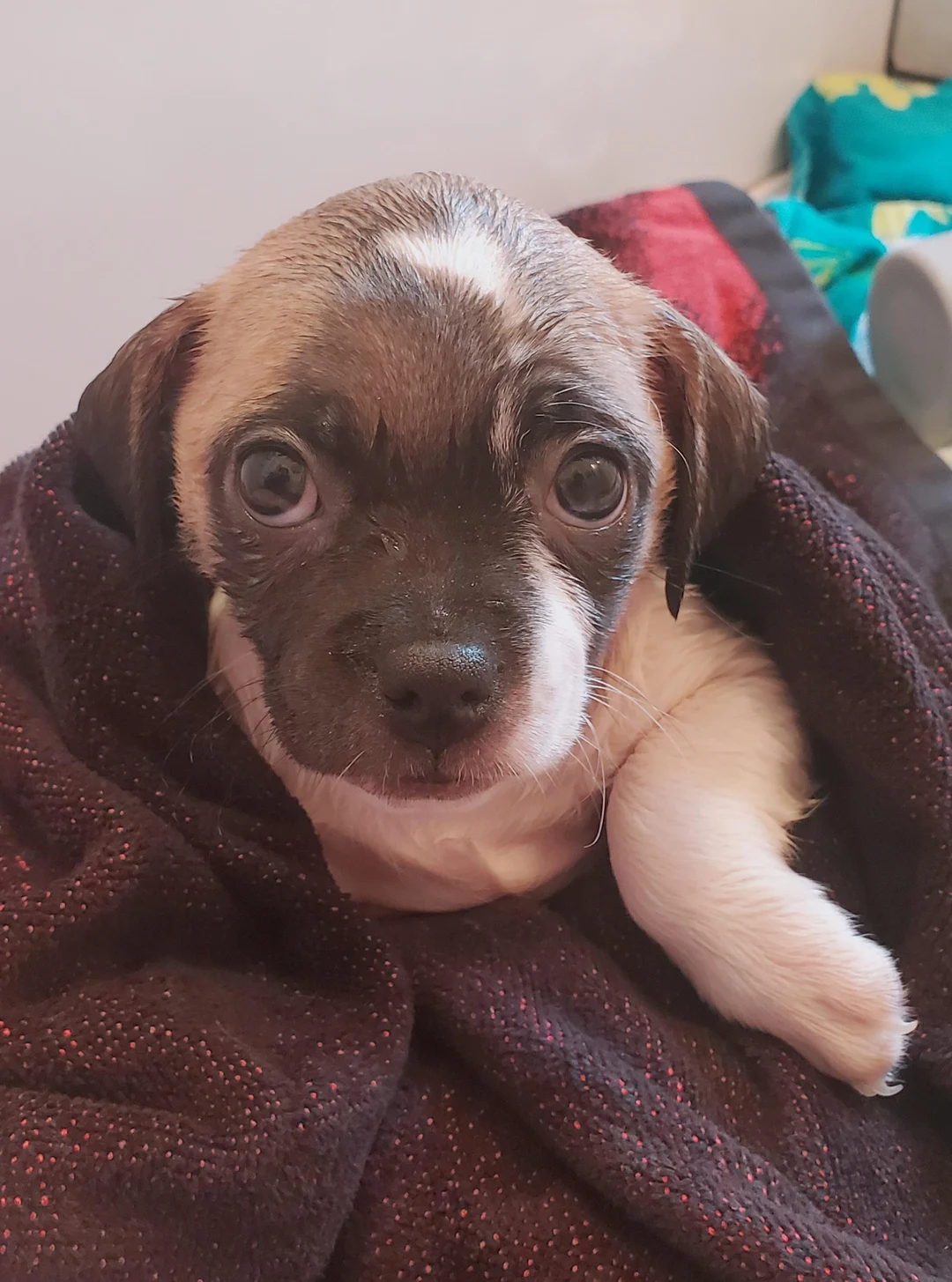 Our pug-boxer, Gaz, after her bath 🤎🖤 | Scrolller