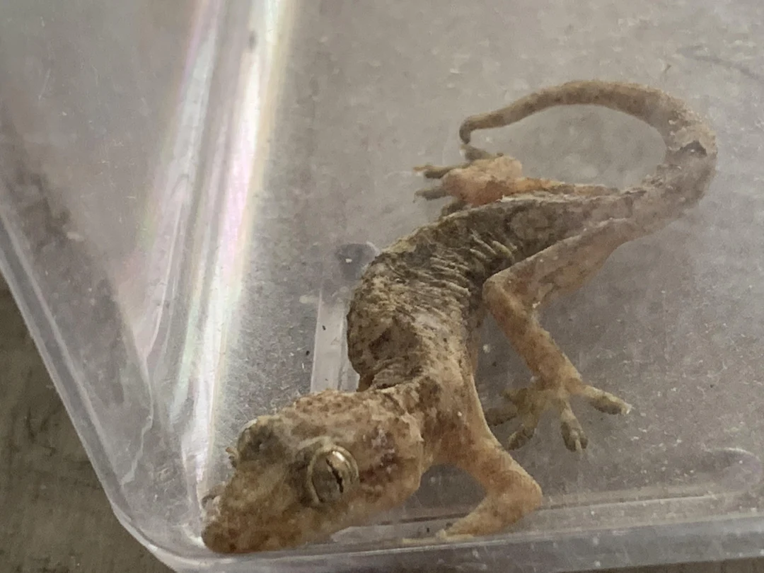 Help with identifying | Scrolller