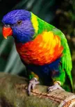 This Cute Rainbow Lorikeet Parrot 🦜 💙💛 💚🖤🧡 | Scrolller