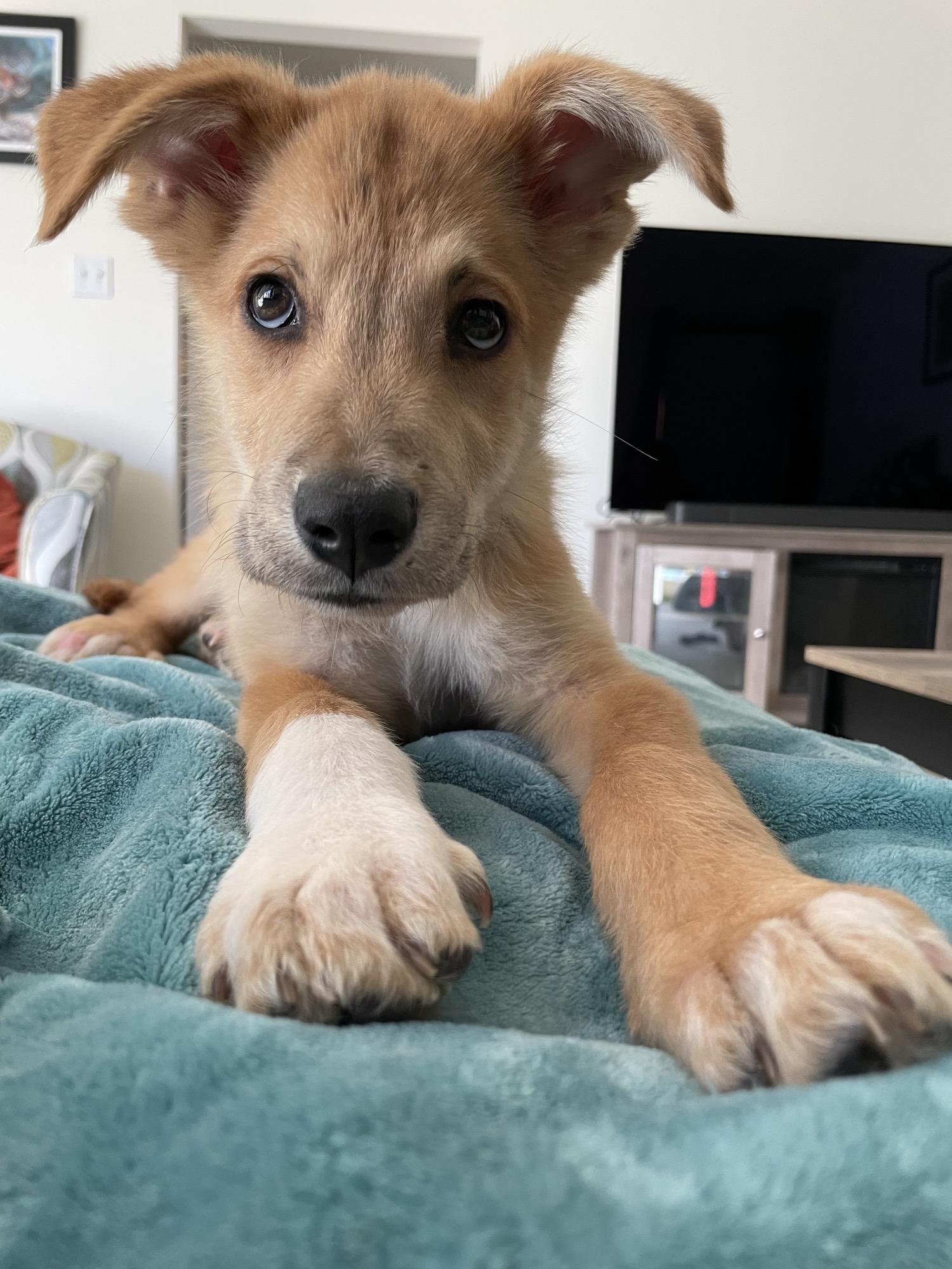 Meet Apollo … 13 weeks old. First day at our house… his mom Aurora is also here. | Scrolller
