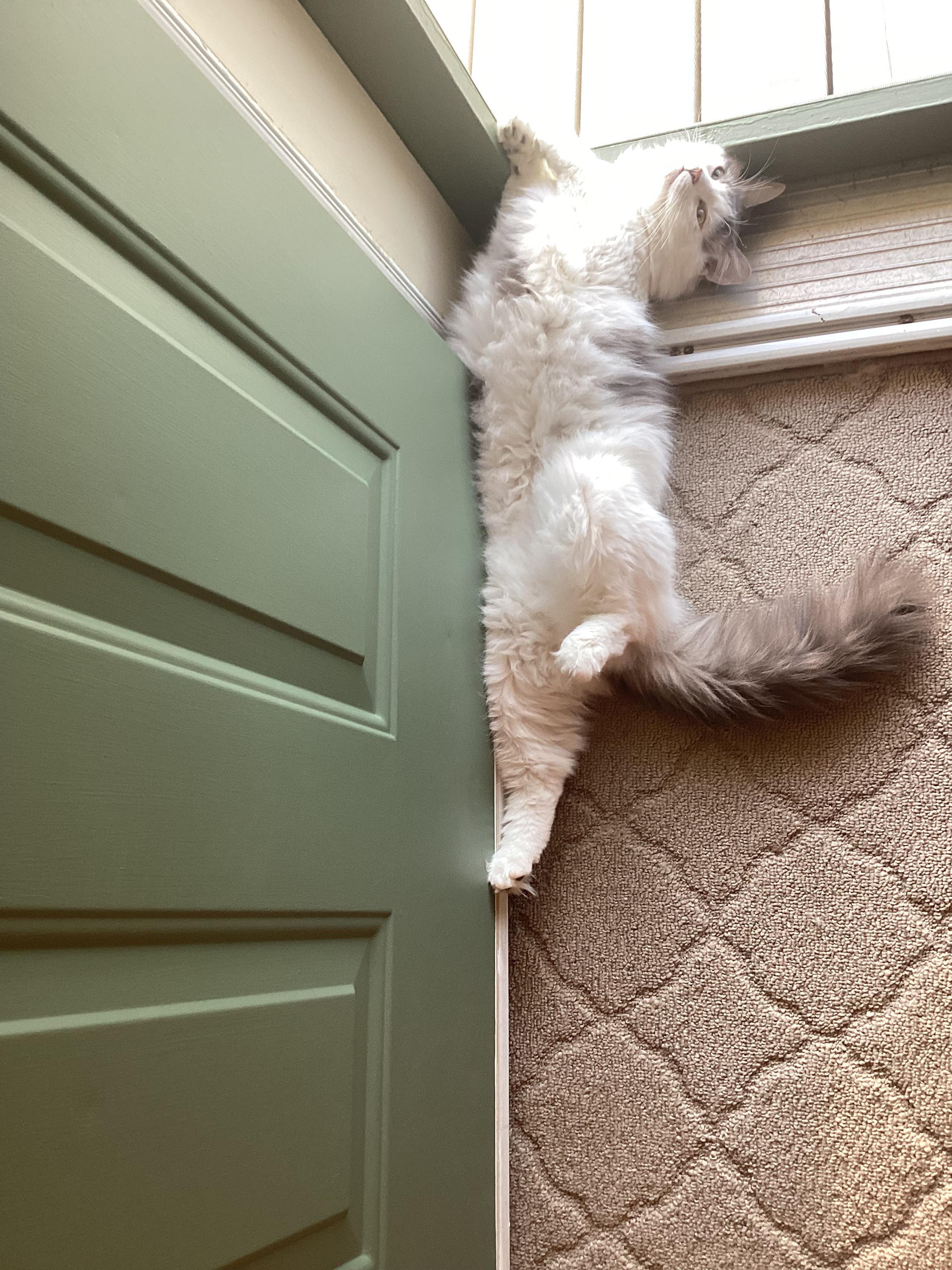 (OC) Marshall ️ | Scrolller