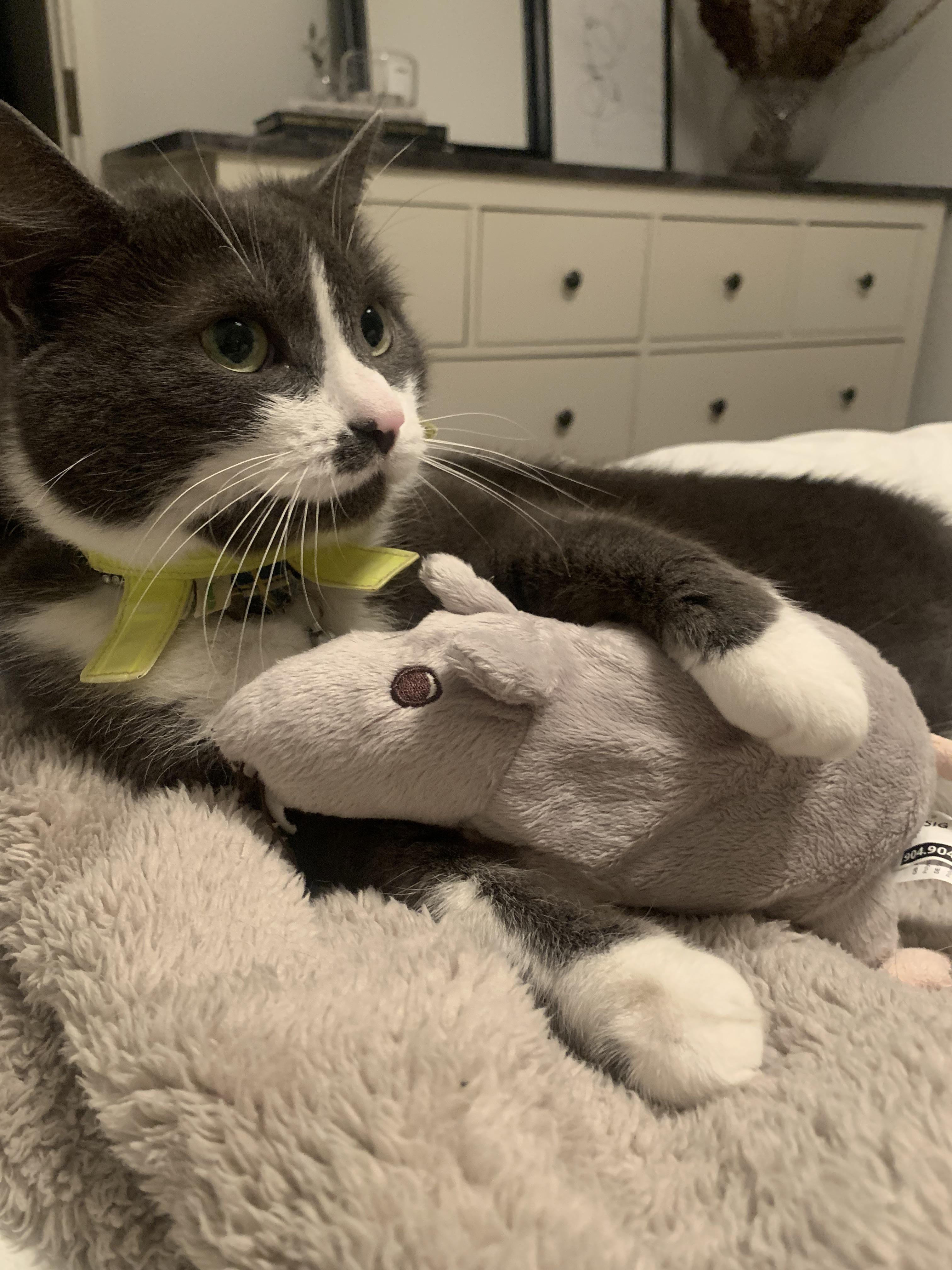 Tom and Jerry | Scrolller