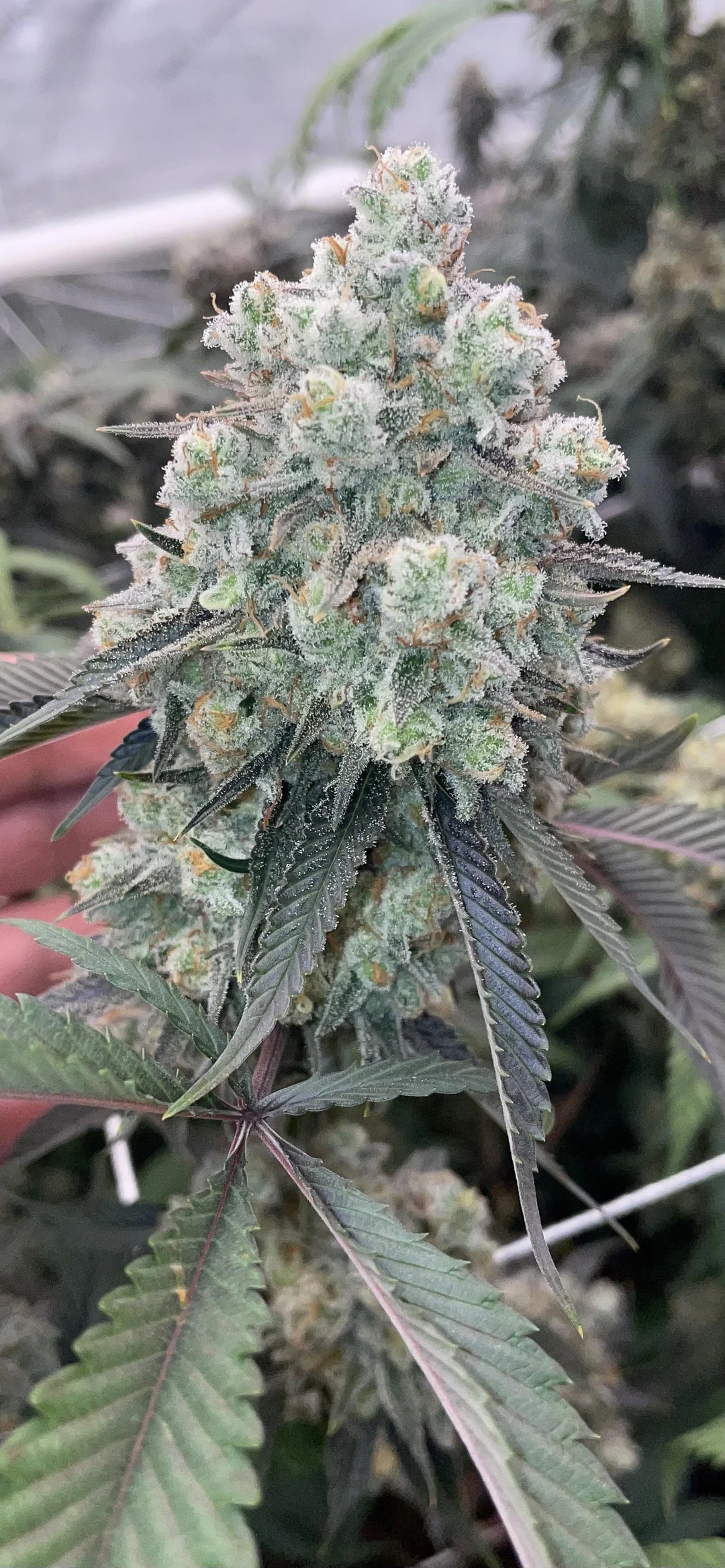 Strawnana from a bag seed!! | Scrolller