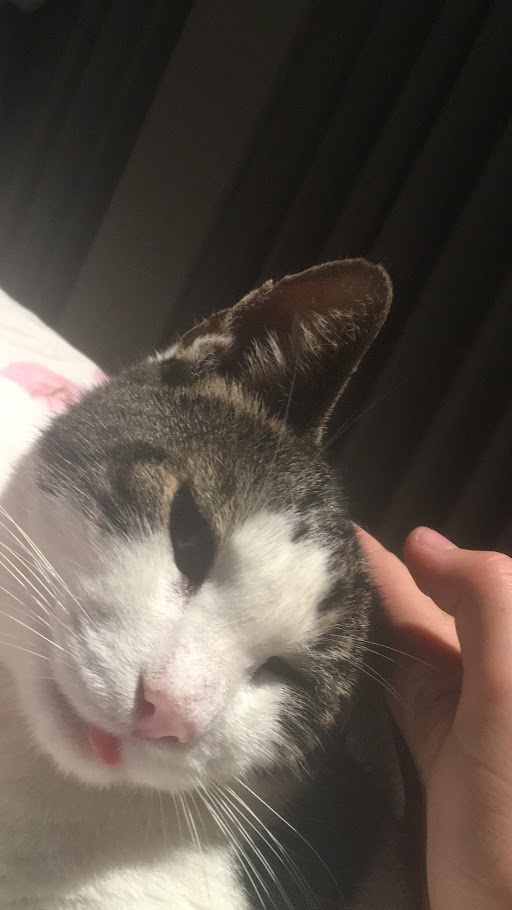 Blep/Mlem | Scrolller