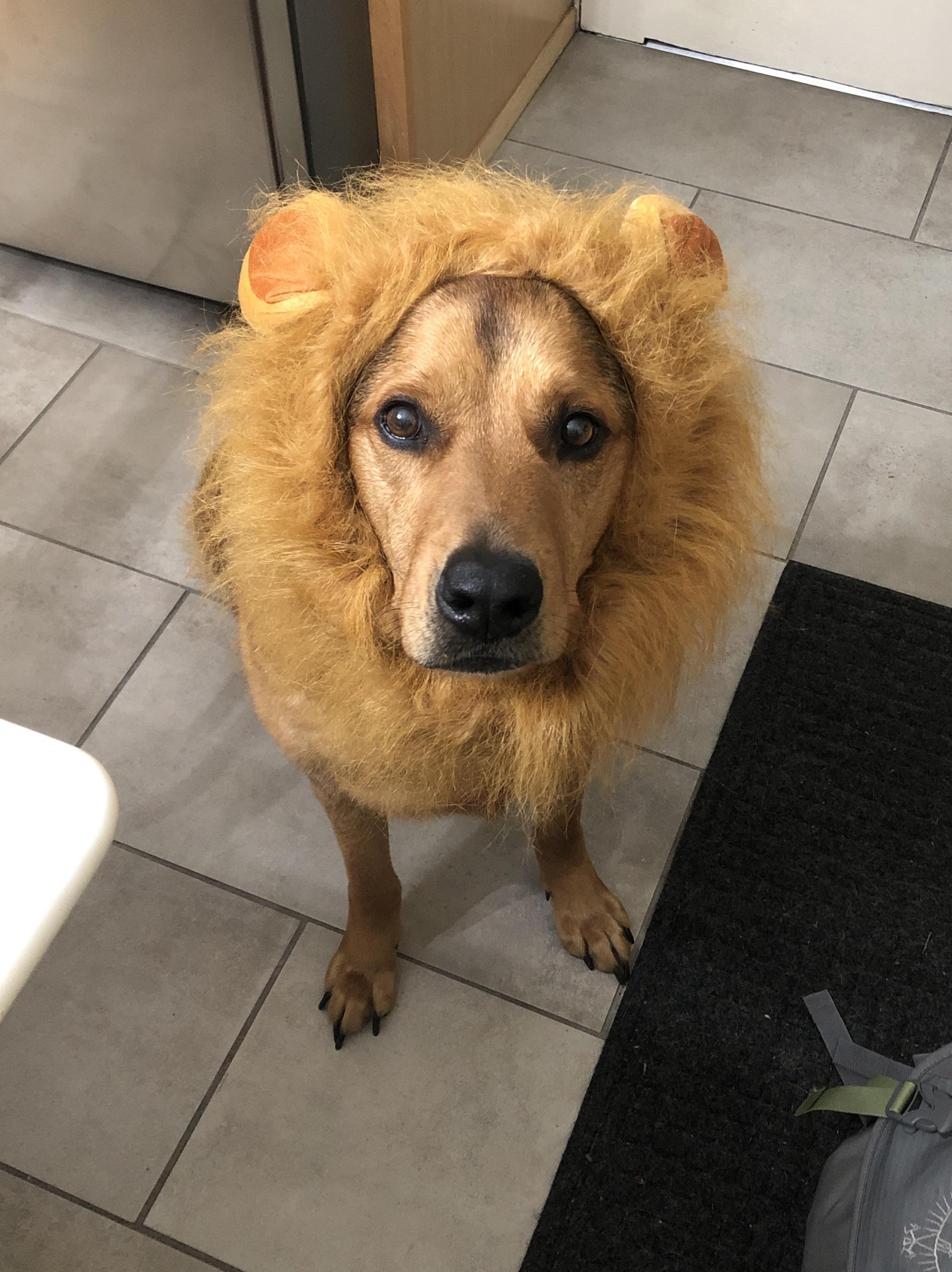 Roar! (OC) | Scrolller