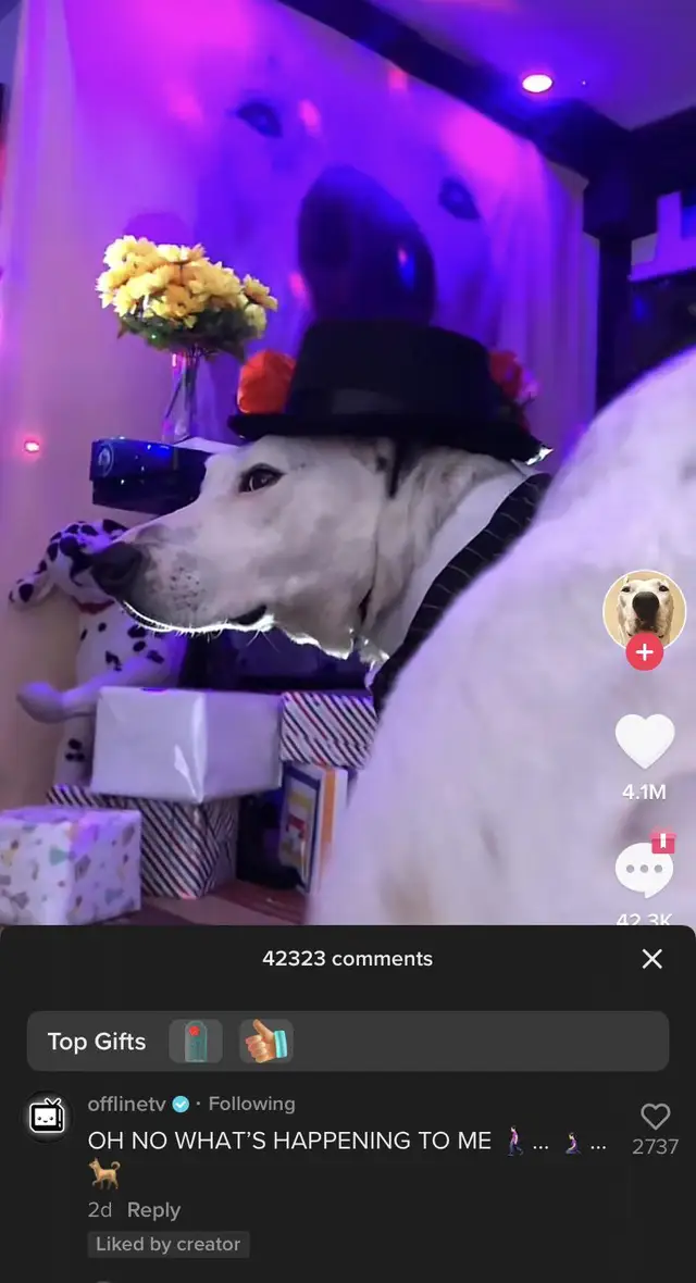 Whoever runs the Tik Tok account just got caught in 4K | Scrolller