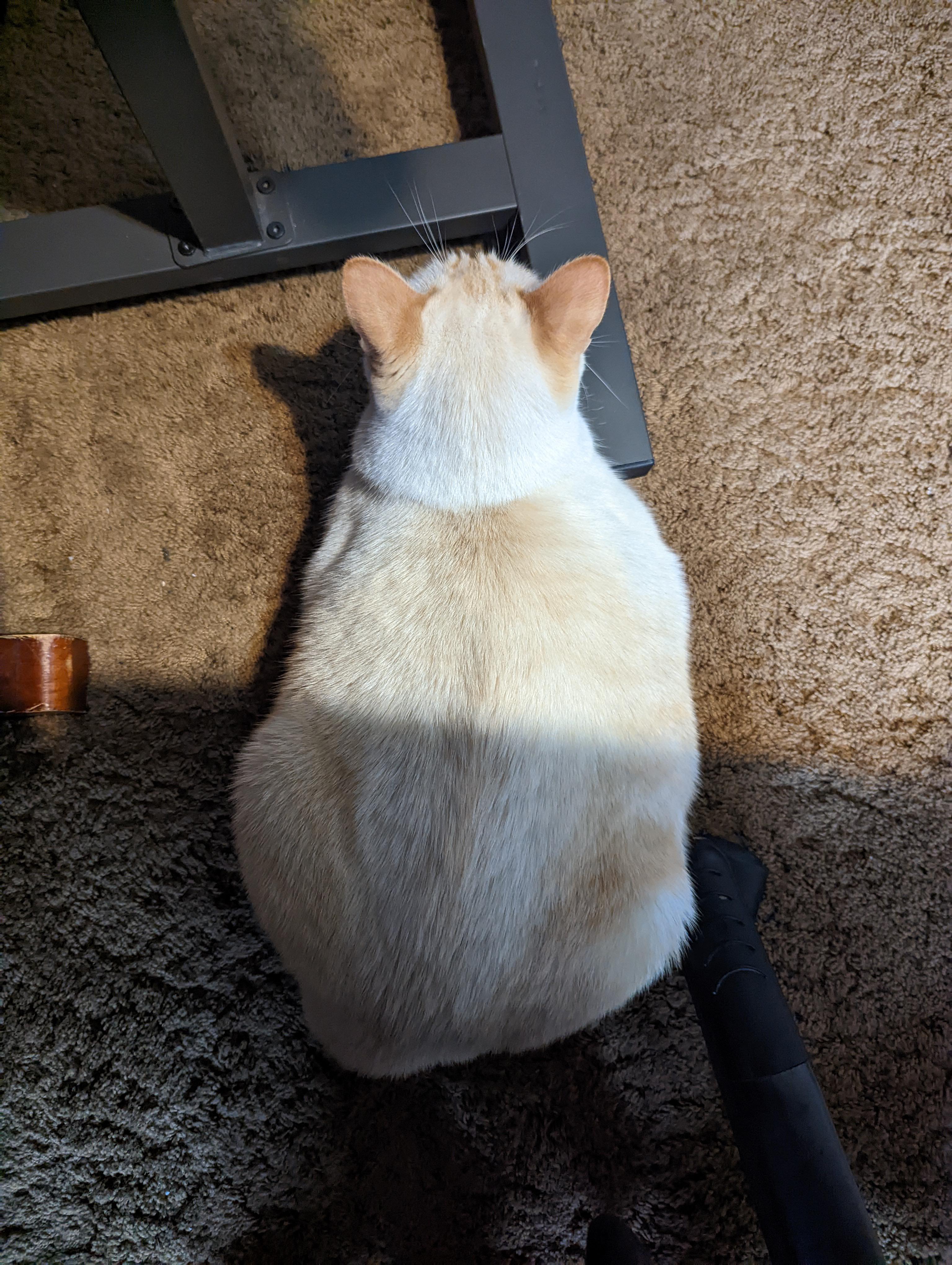 white bread | Scrolller