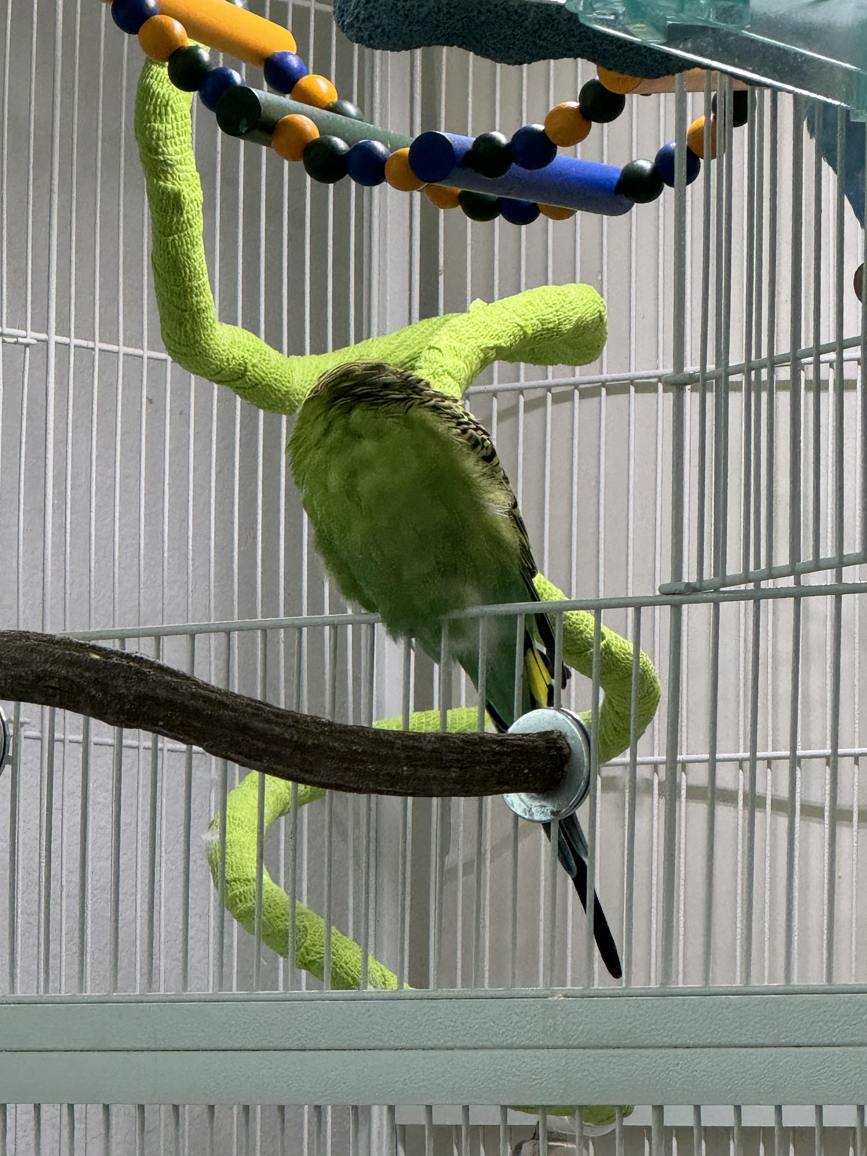 The rare headless avocado | Scrolller