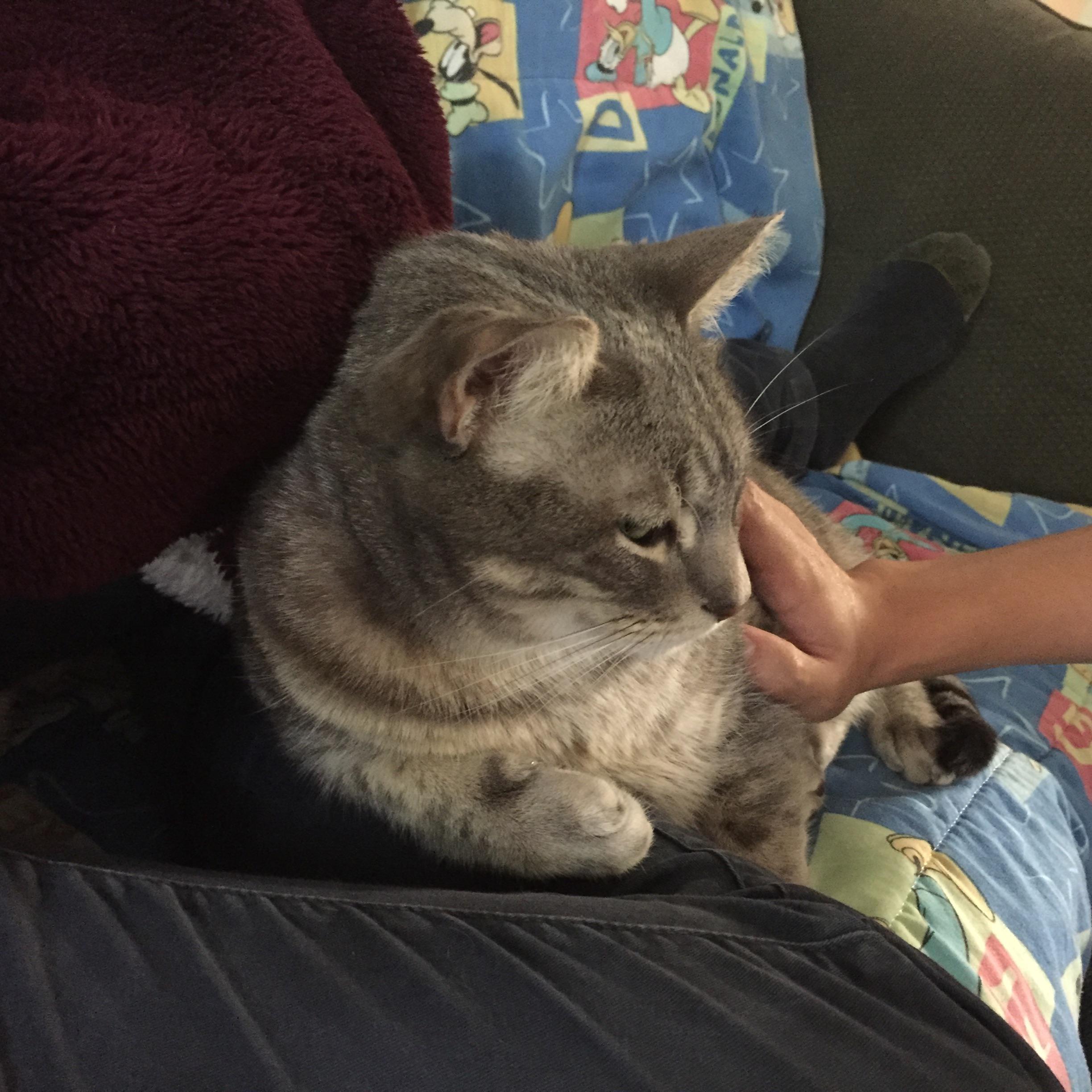 Eobard cuddling with me when I’m trying to take my afternoon nap.🥰 | Scrolller