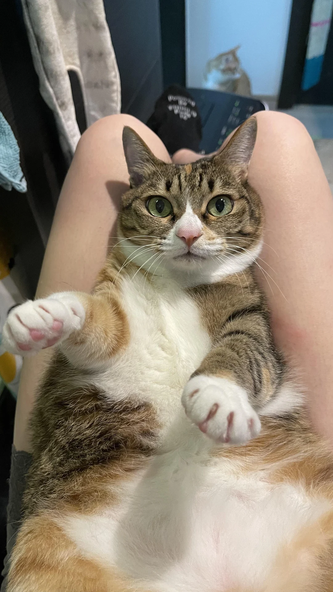 Discover more like TIGHTPUSSY: Squished. and Related Content | Scrolller