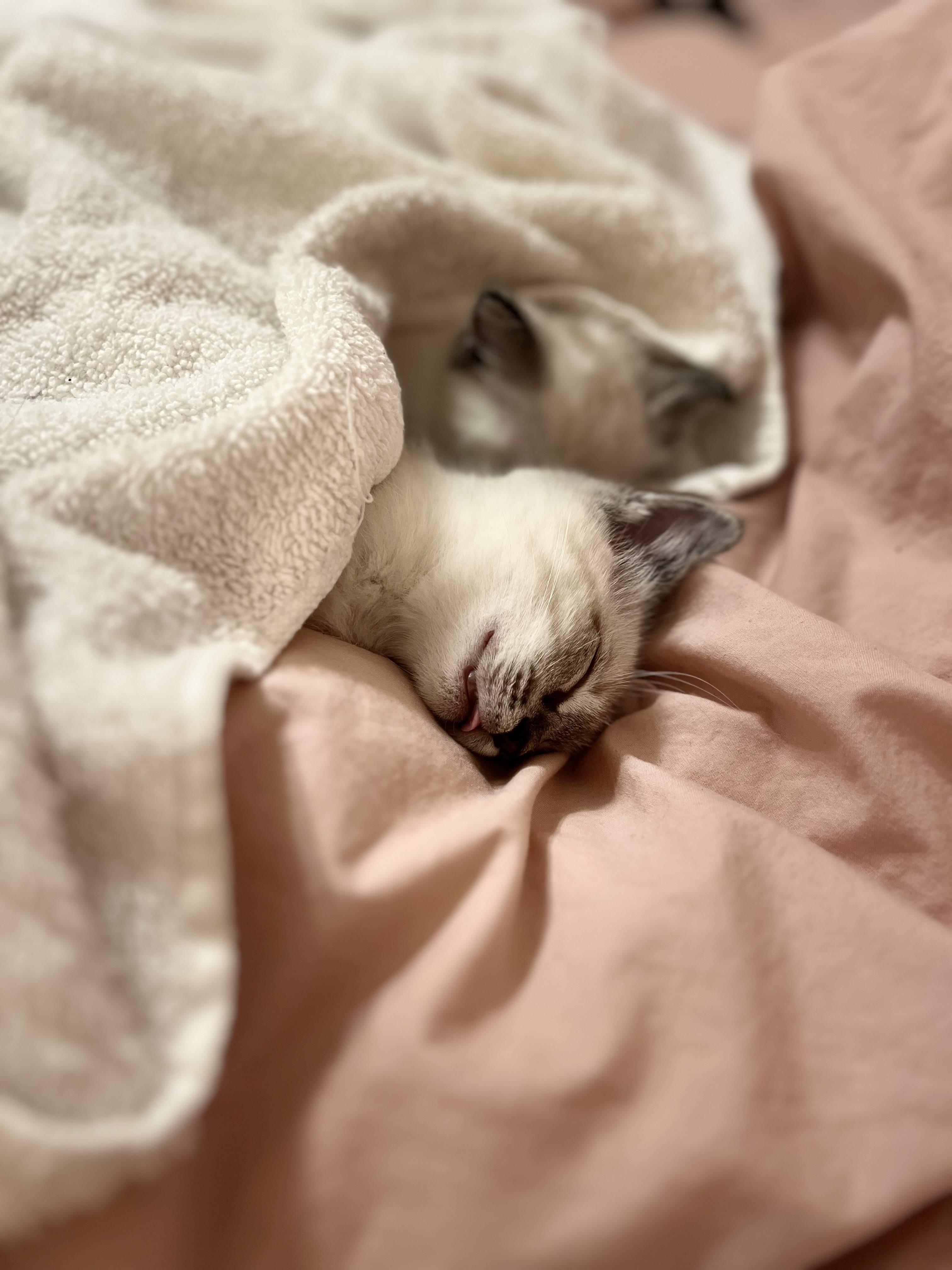 Caught his first blep on camera! | Scrolller