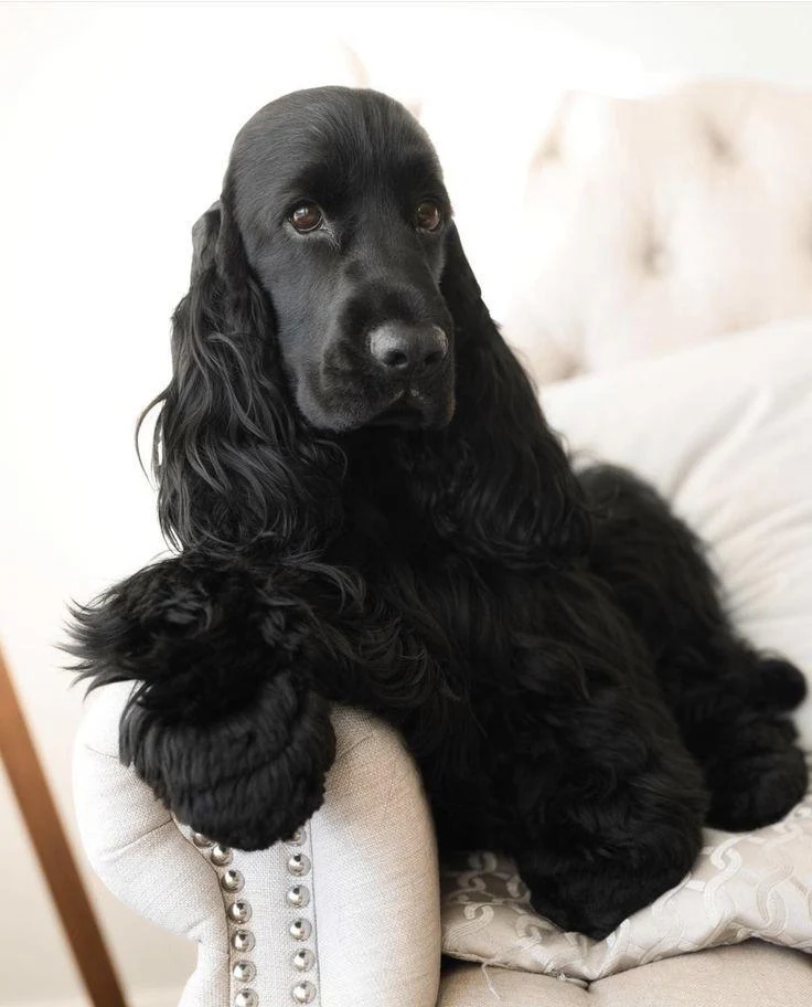 This Cute Cocker Spaniel 🐶 | Scrolller
