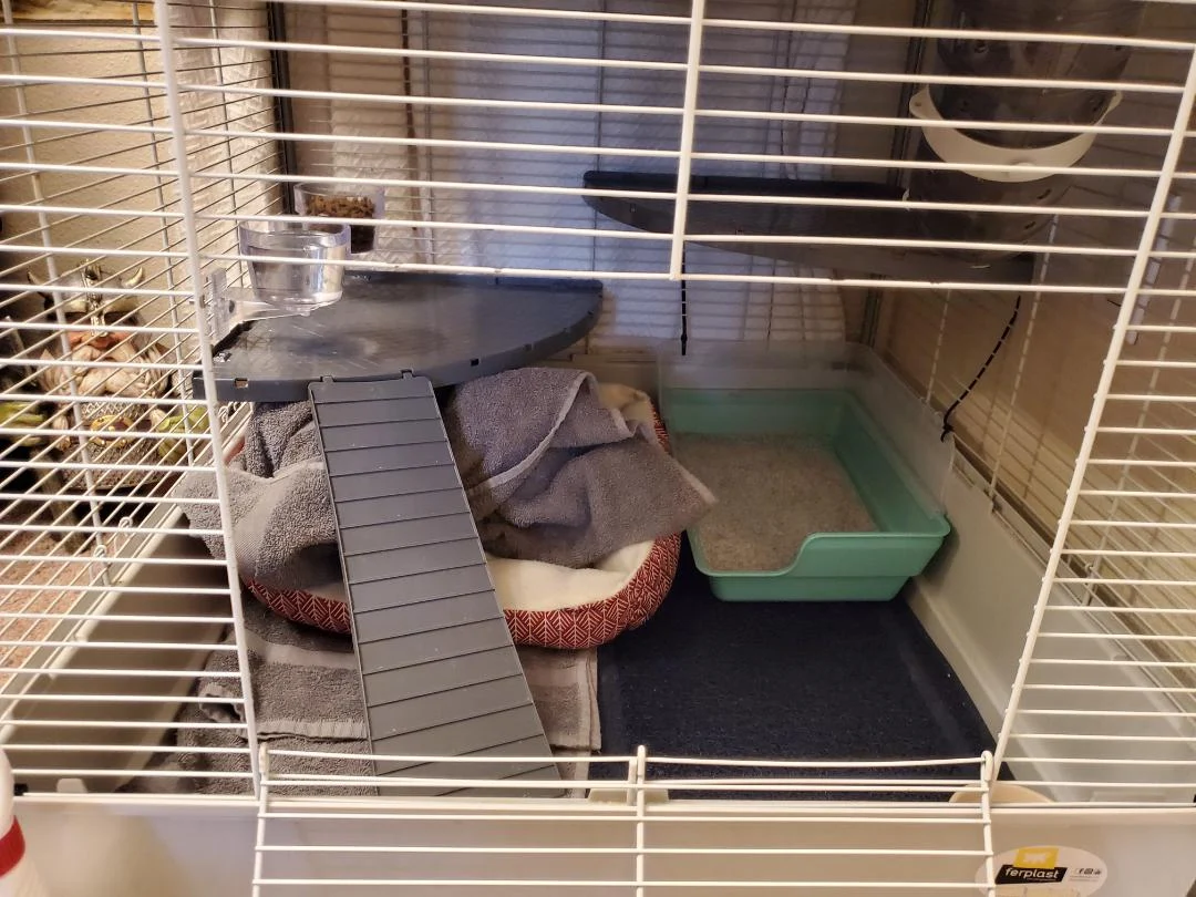 A clean cage for happy ferrets :) | Scrolller