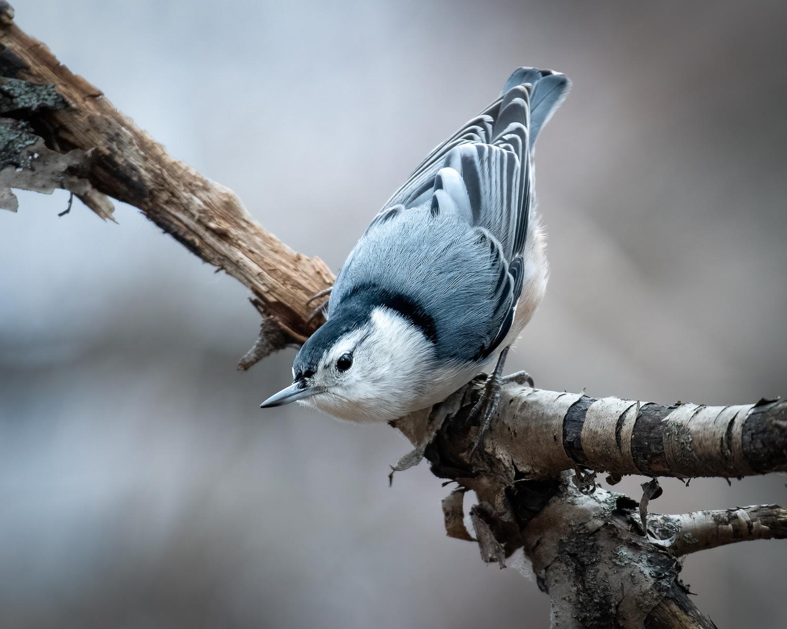 white breasted nuthatches, always at such fun angles | Scrolller