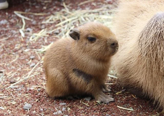Baby Capybara | Scrolller
