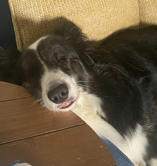 He Has a Ruff Life | Scrolller