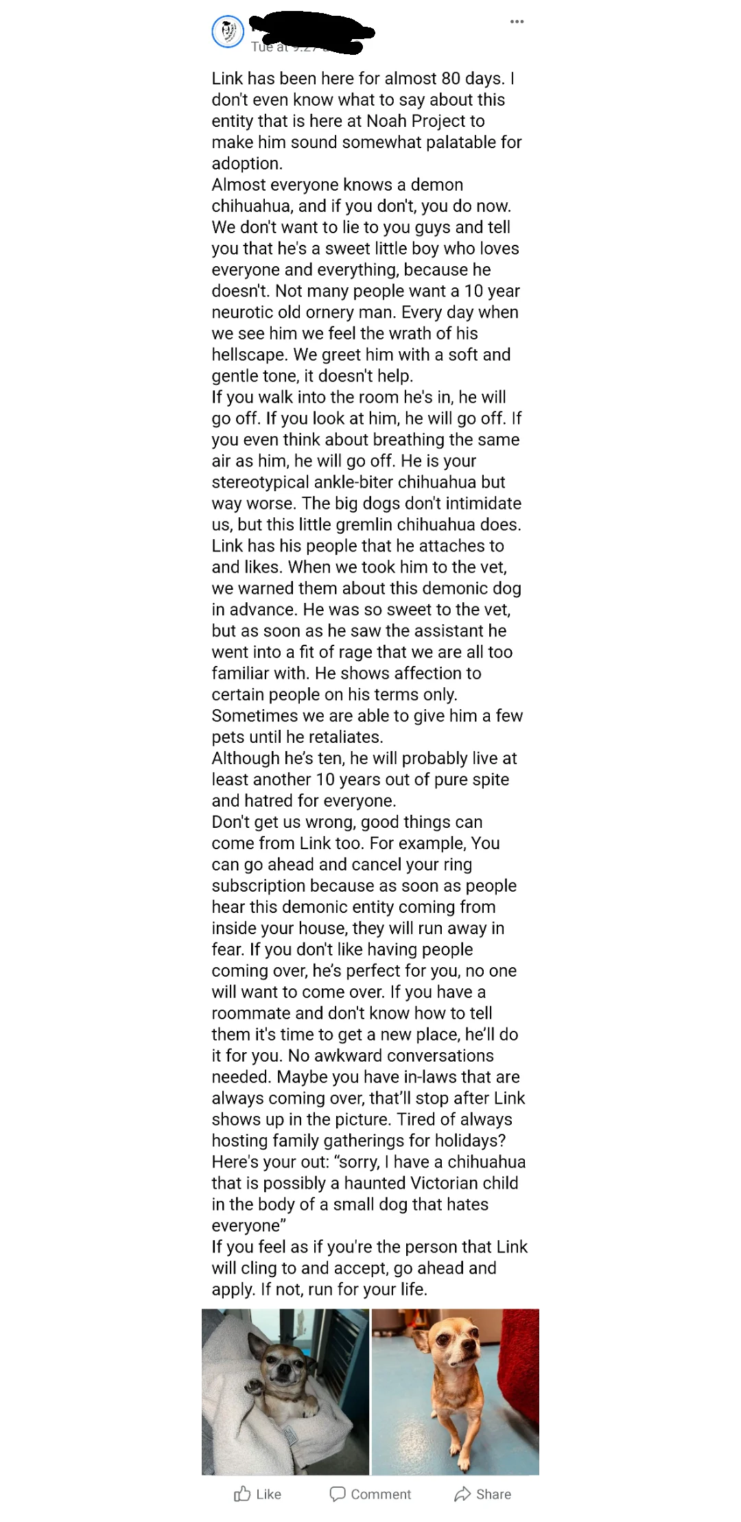 Honest dog adoption profile | Scrolller