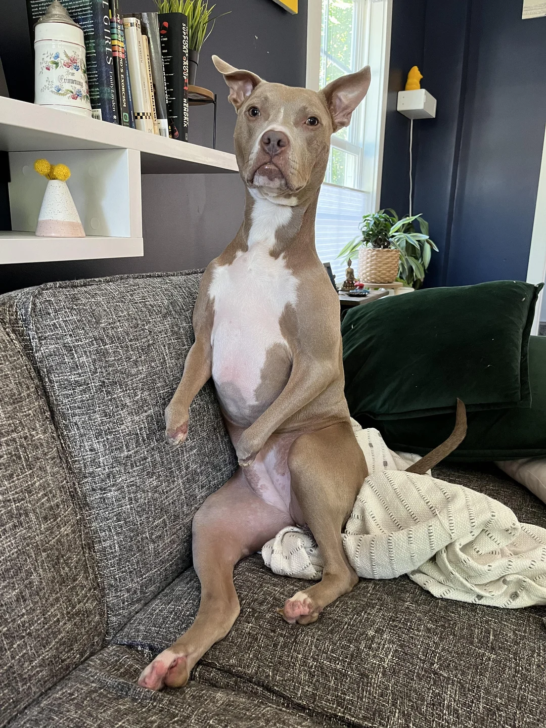 It’s hard not to have a full blown conversation with her when she sits like a people. | Scrolller