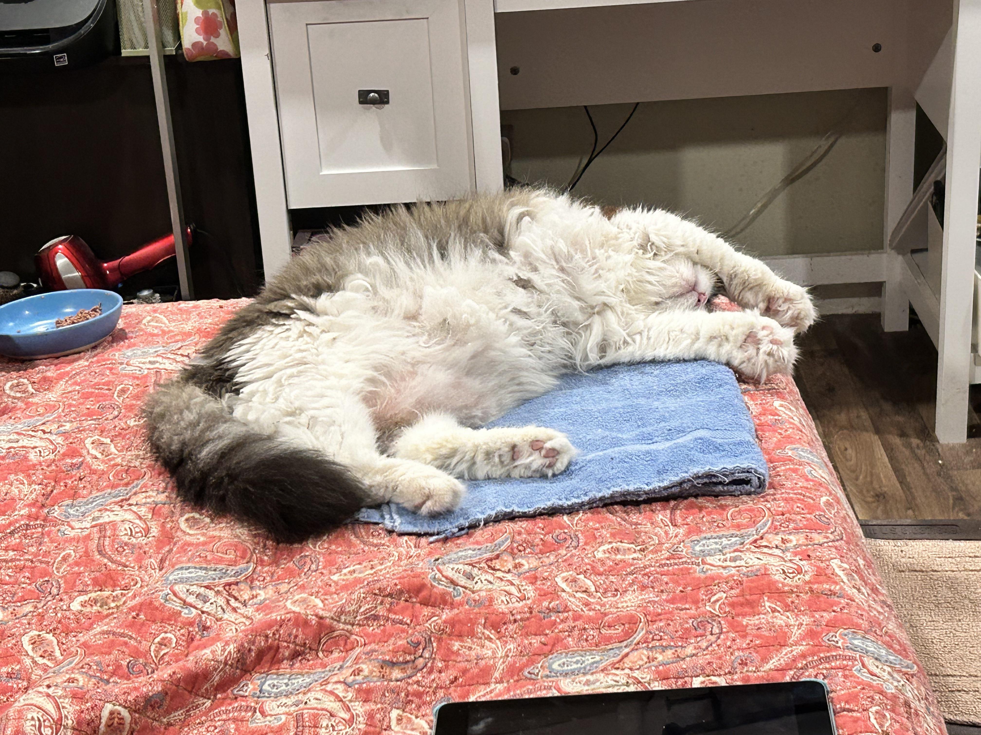 Pink Beans | Scrolller