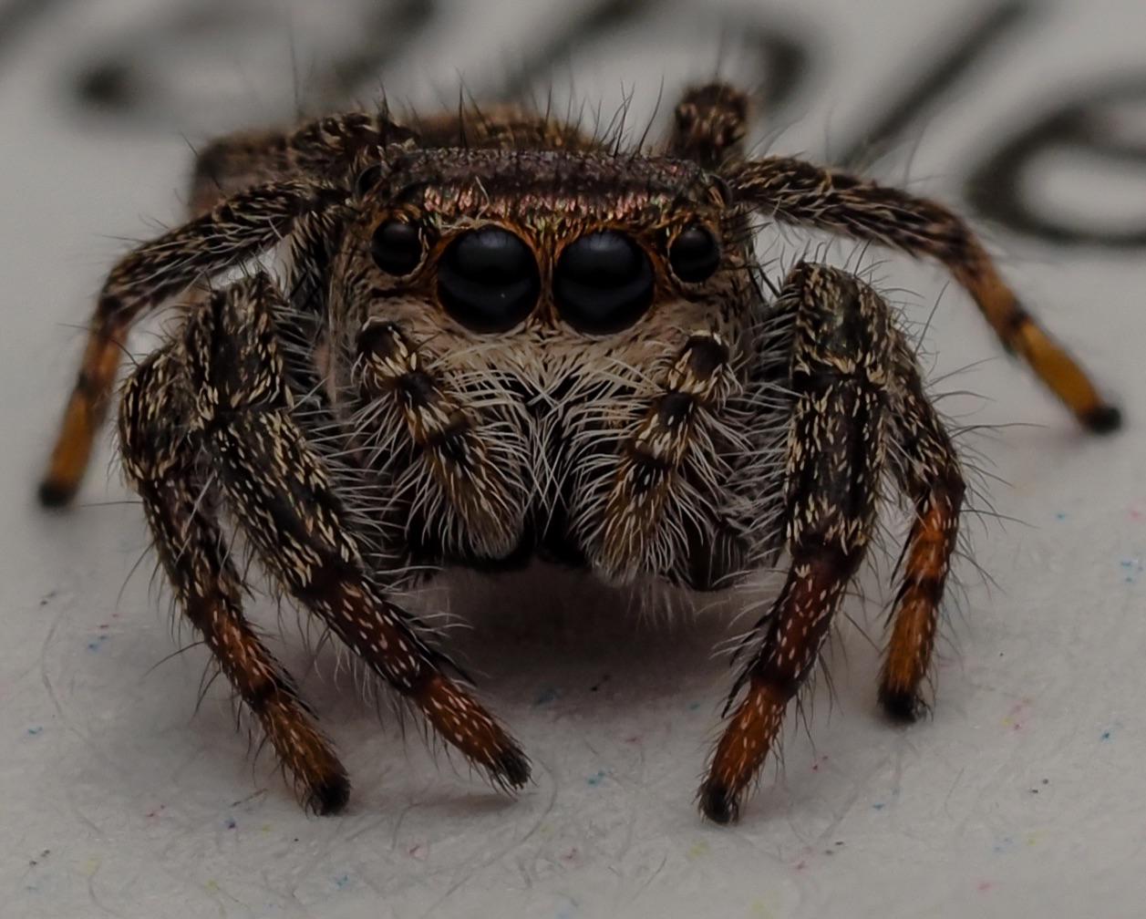 Jumping spider | Scrolller