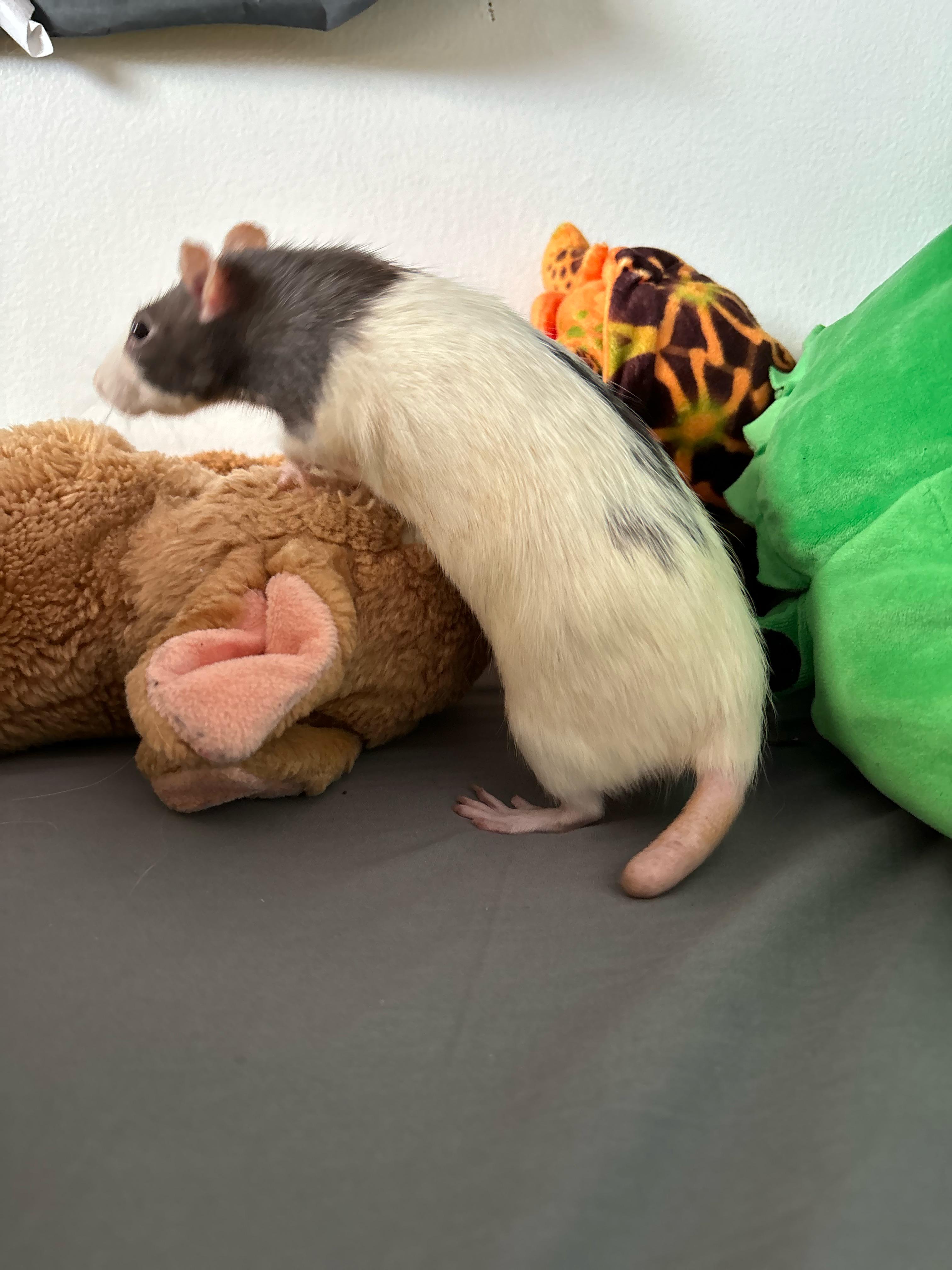 CLAWS ): | Scrolller