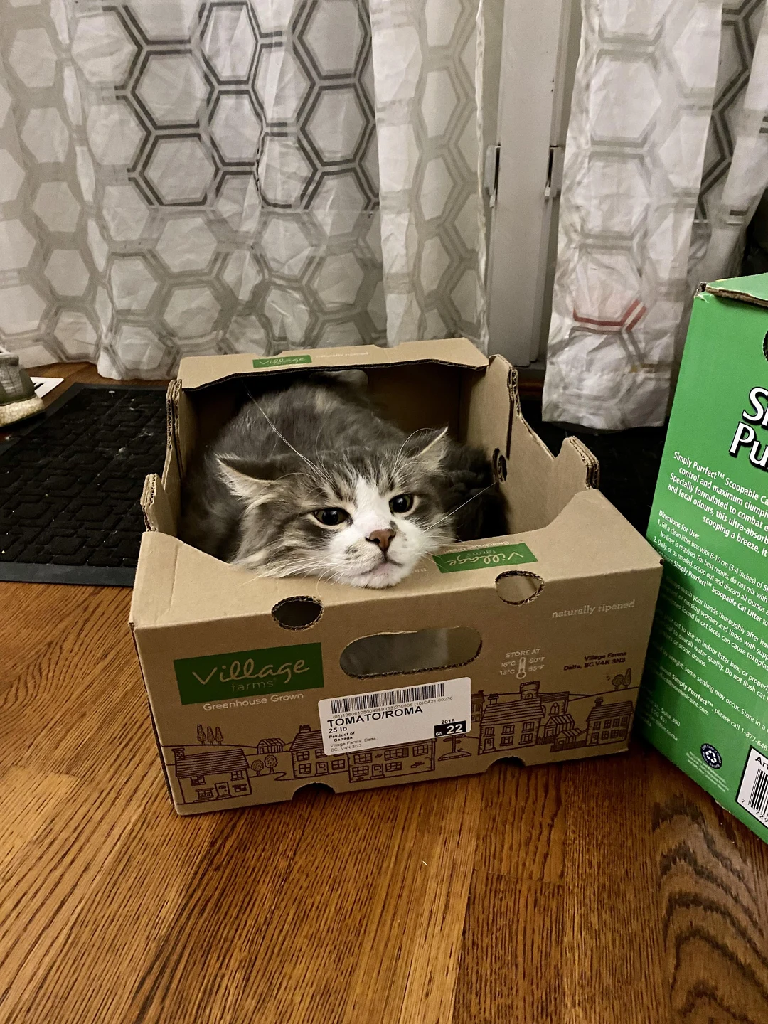 Cosplaying as a box of veggies…. | Scrolller