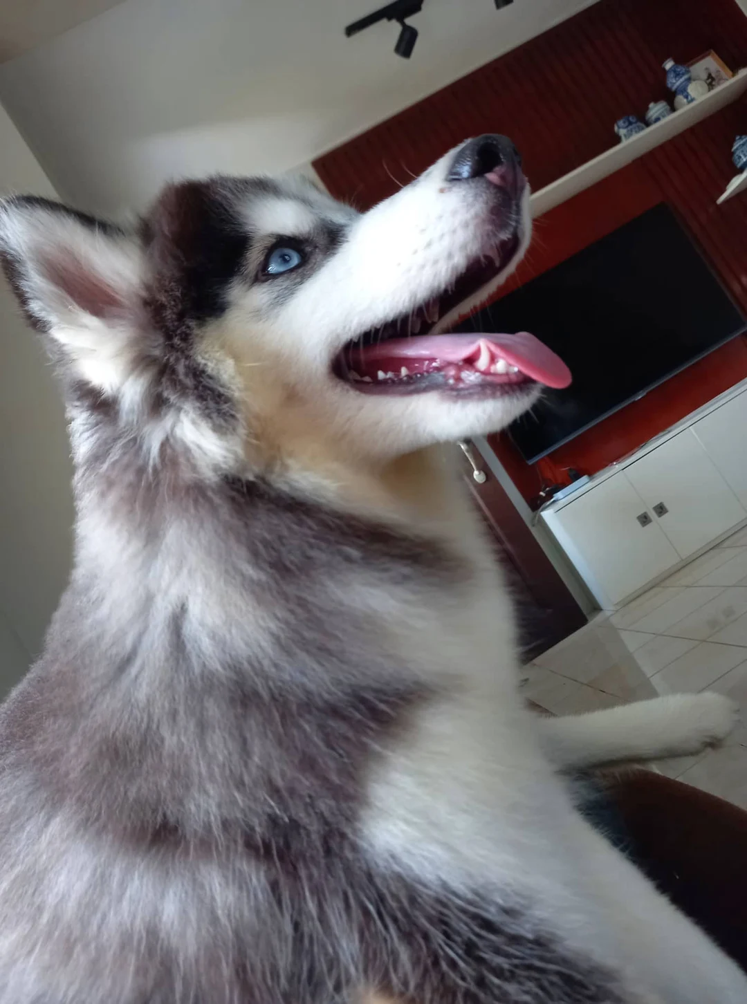 Got my first Husky her name is Ashley | Scrolller
