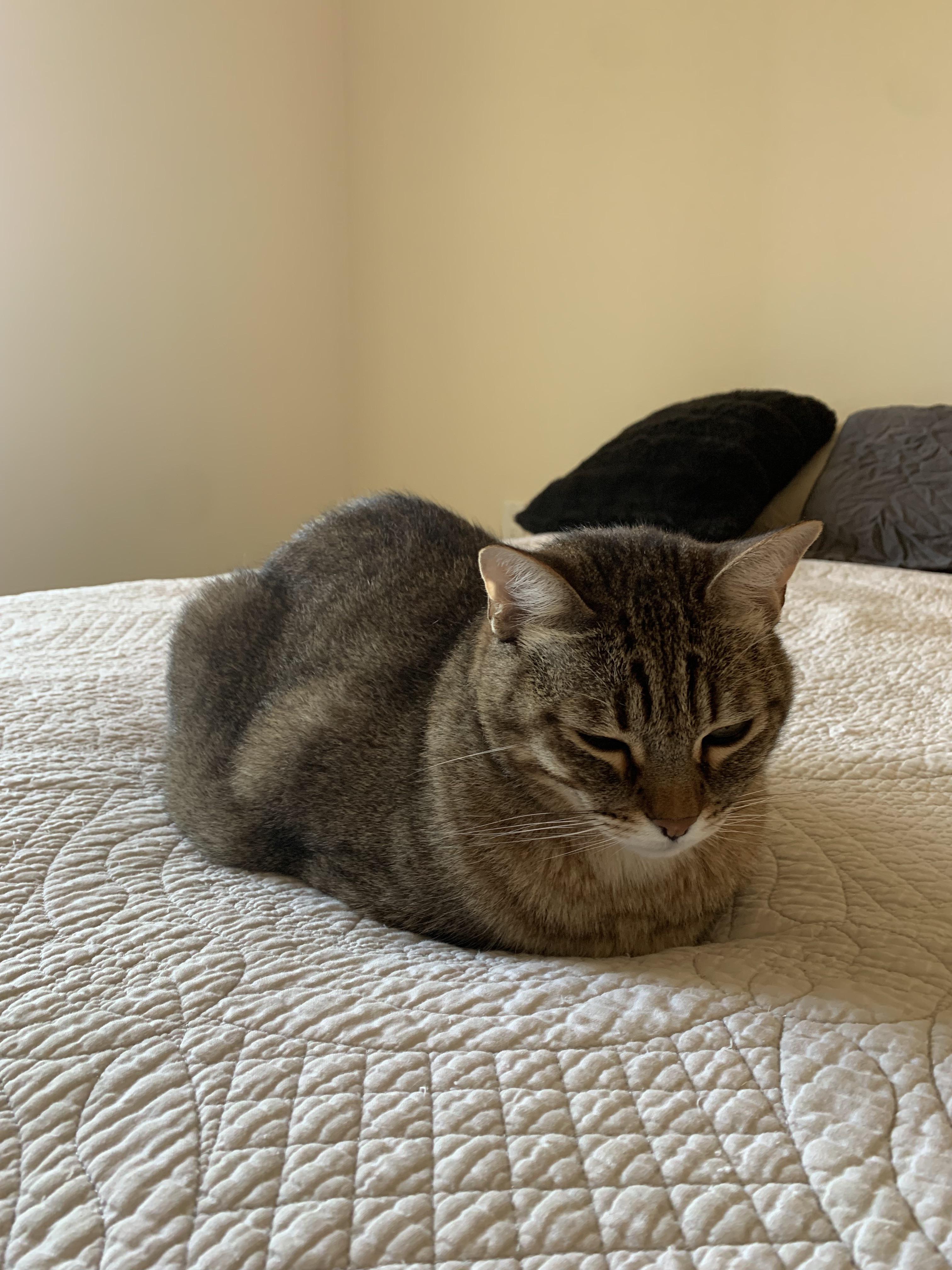 Perfect bake | Scrolller