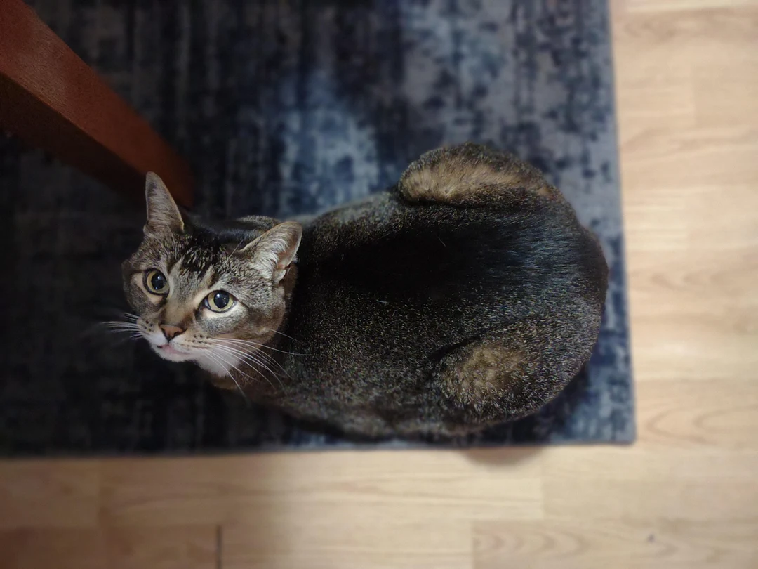 Ms. Bubbles politely loafing. | Scrolller