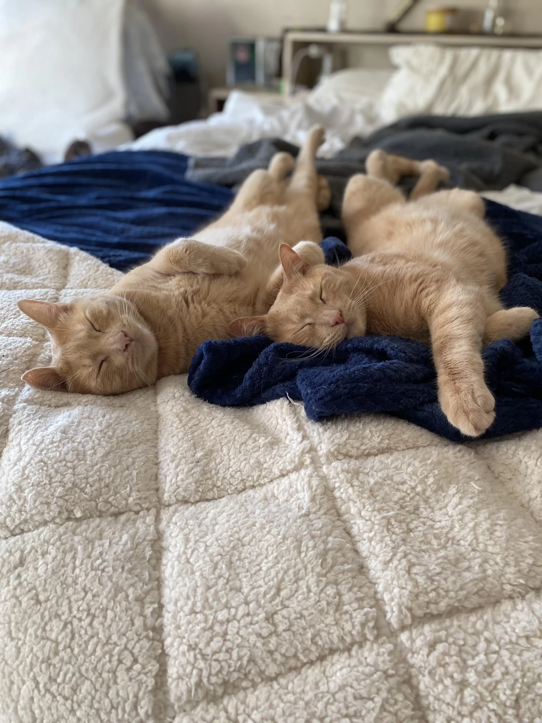 Bonded belly-up brothers. | Scrolller