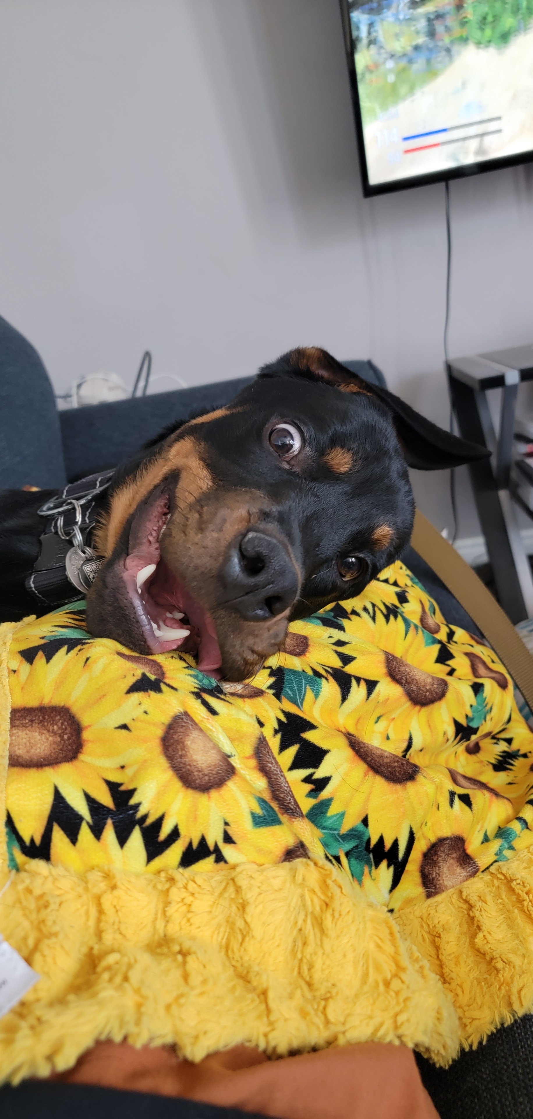 Good morning from the derpy Apollo | Scrolller