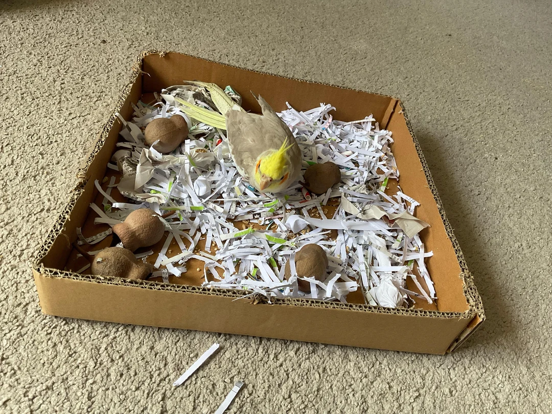 Learning how to forage! | Scrolller