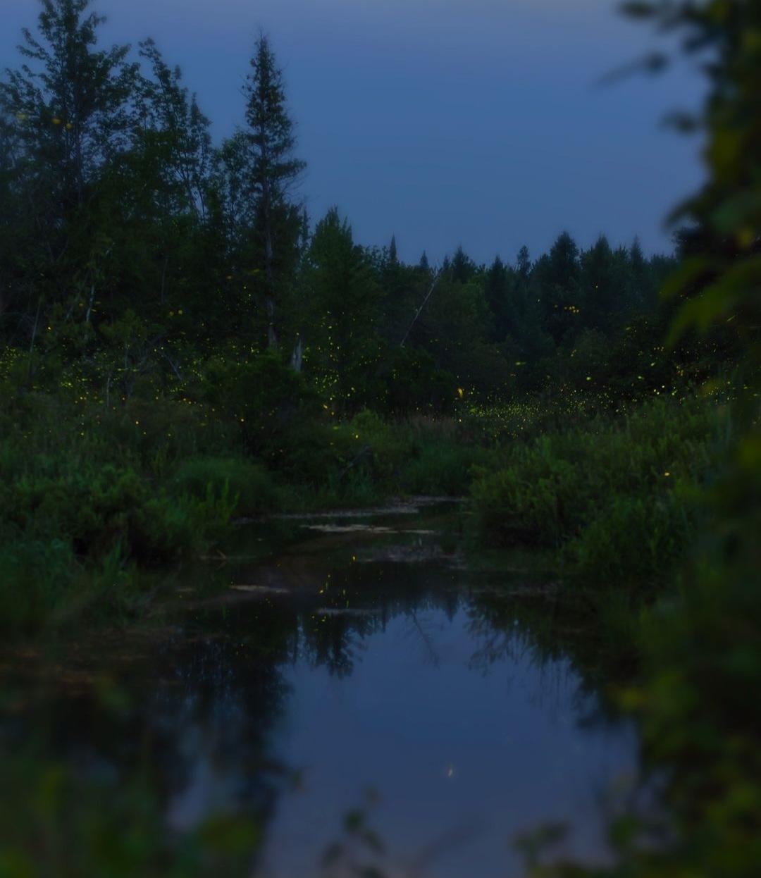 Discover more like LandscapePhotography: Fireflies in the swamp and Related Content | Scrolller