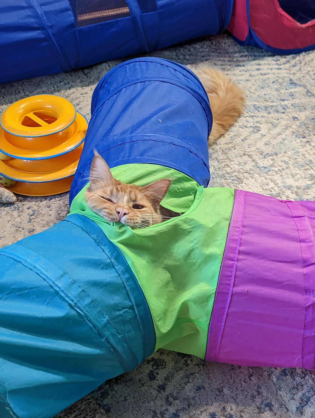 tasty tunnel | Scrolller