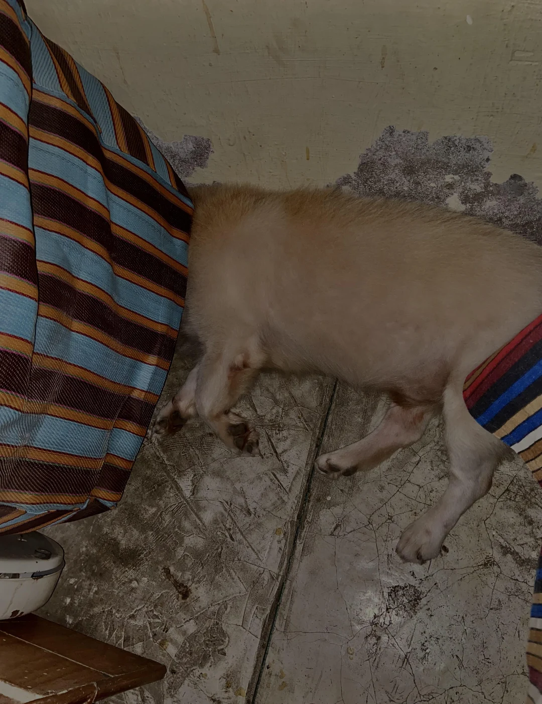 Why do they sleep like this even though it’s pitch black in my room? | Scrolller