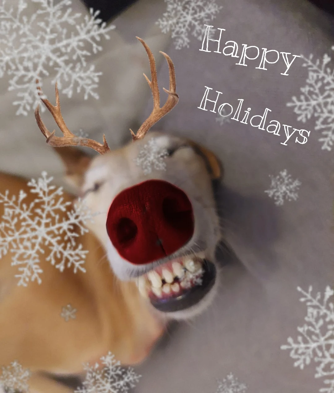 Happy Holidays from Giant & Lito | Scrolller