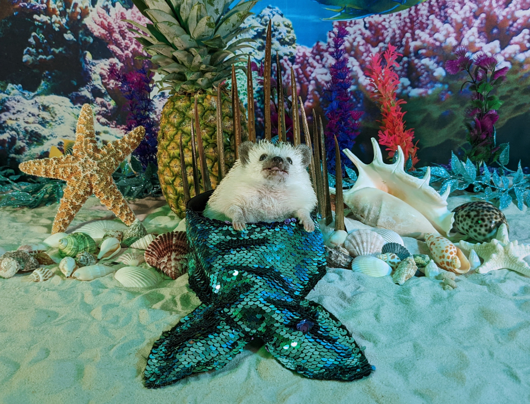 Under the Sea | Scrolller